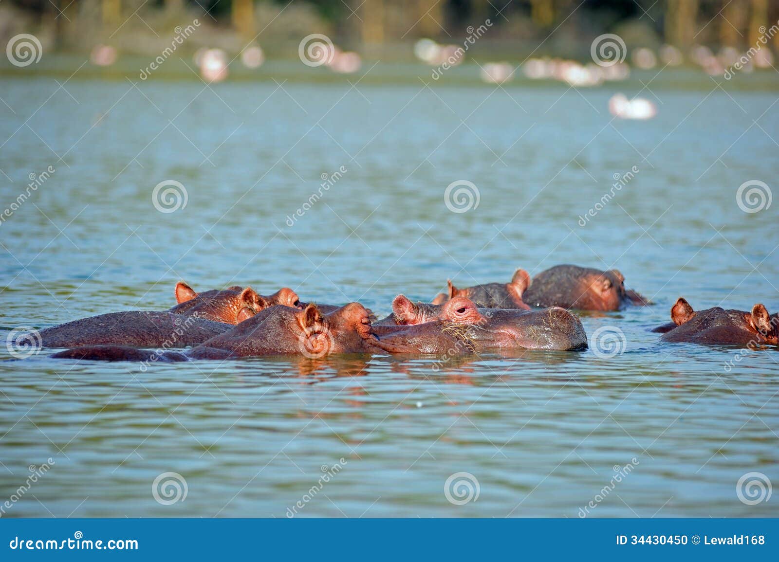 Hippo stock photo. Image of nature, water, strong, safari - 34430450