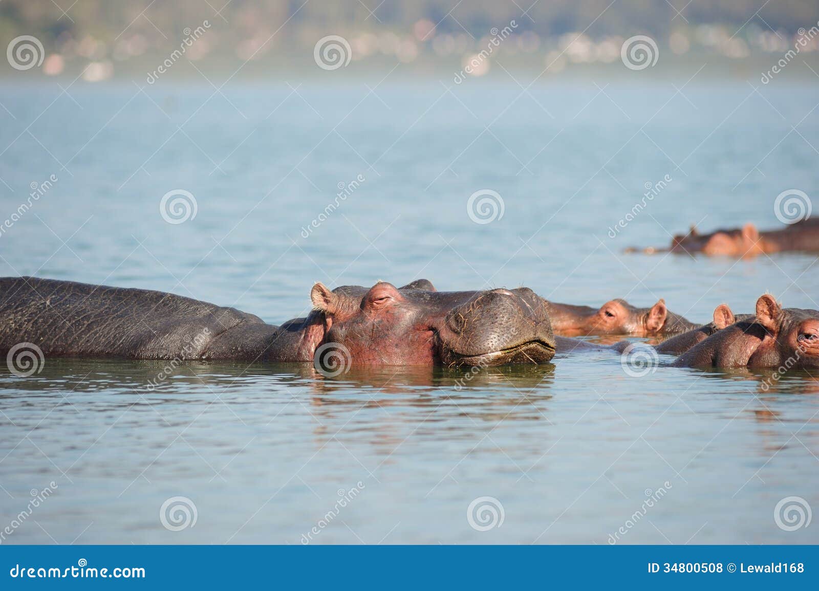 Hippo stock photo. Image of nature, danger, holiday, wild - 34800508