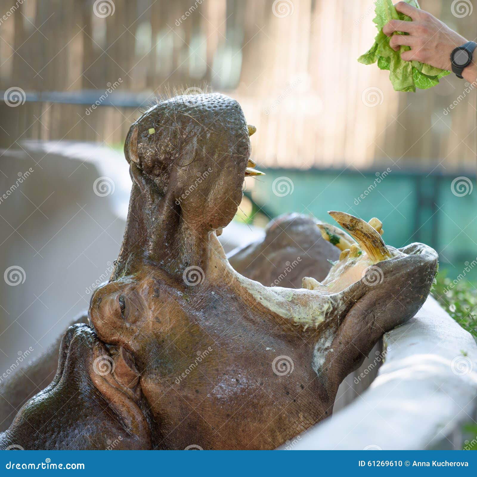 Hippo feeding stock photo. Image of dinner, hand, feed - 61269610