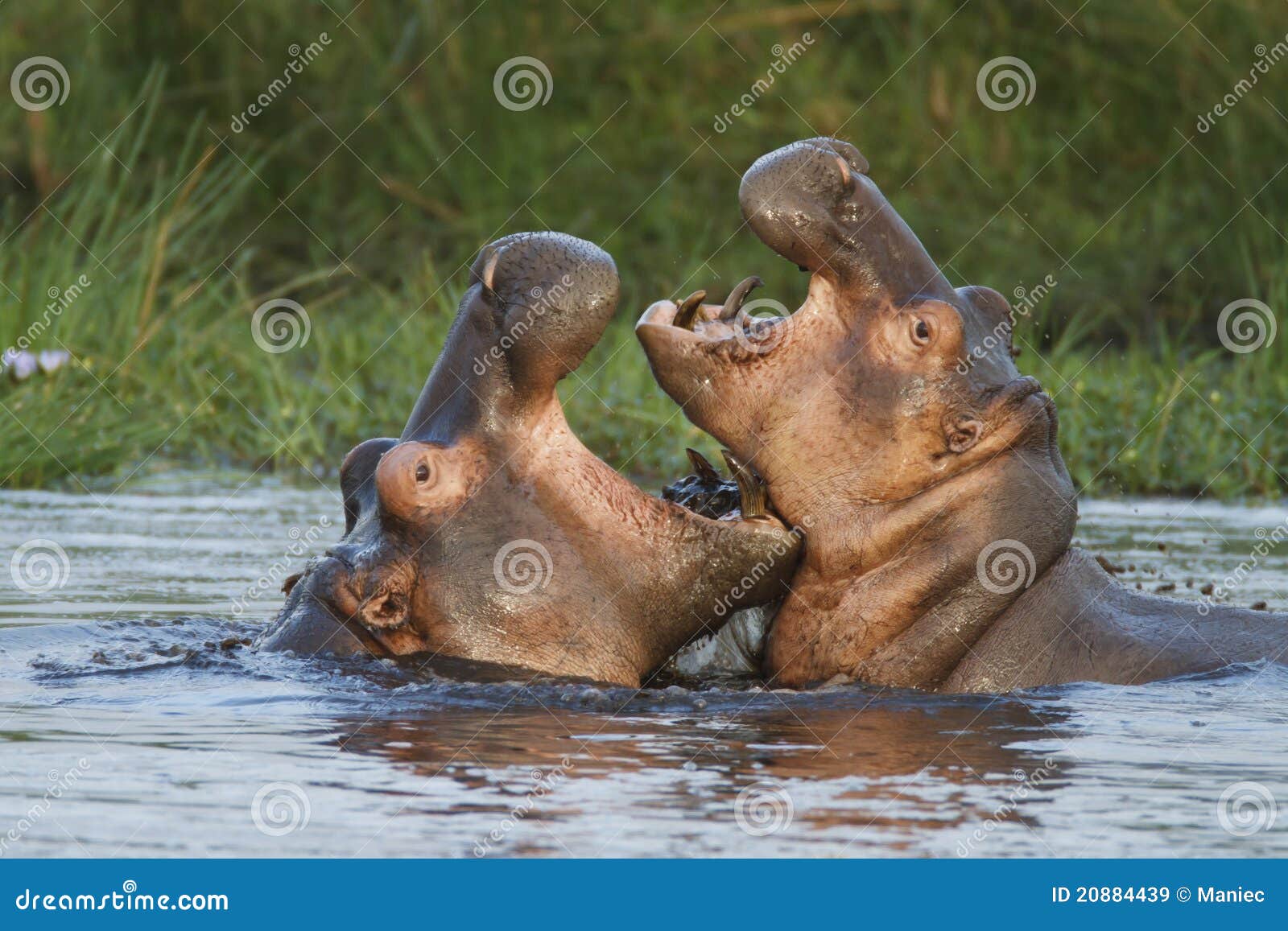 Hippo fight stock image. Image of animal, africa, hippopotamus - 20884439