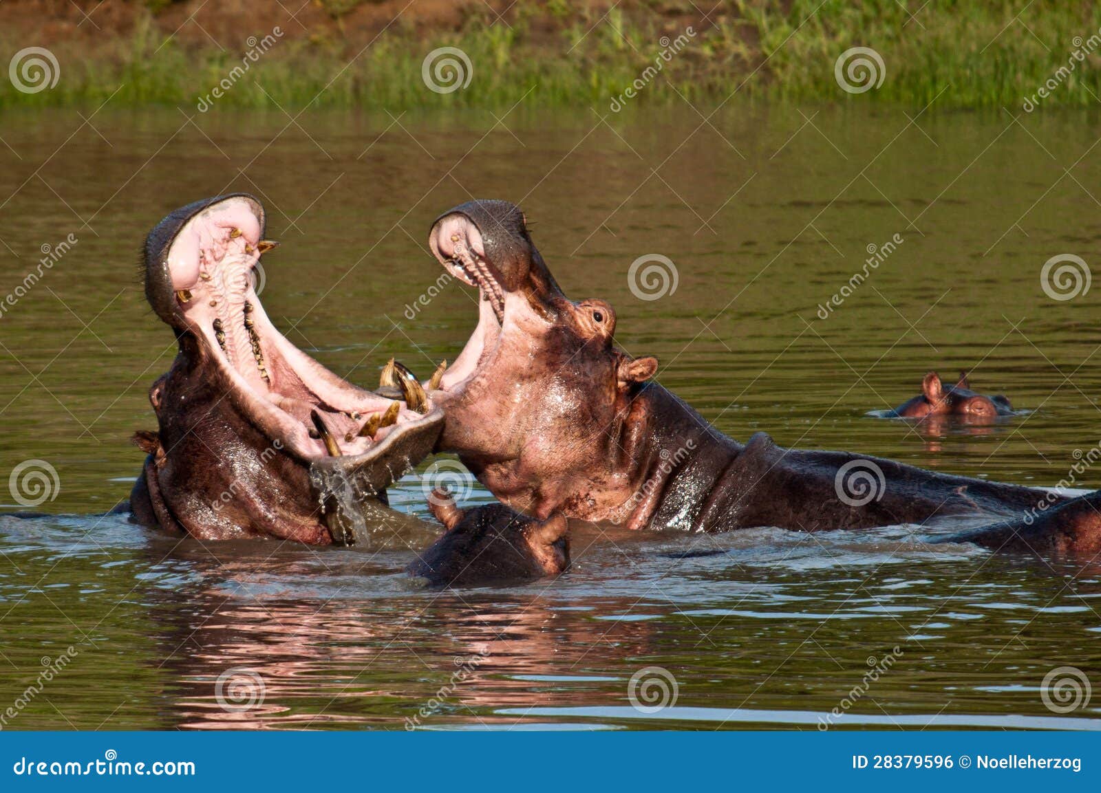 Hippo Fight stock photo. Image of safari, africa, ruaha - 28379596