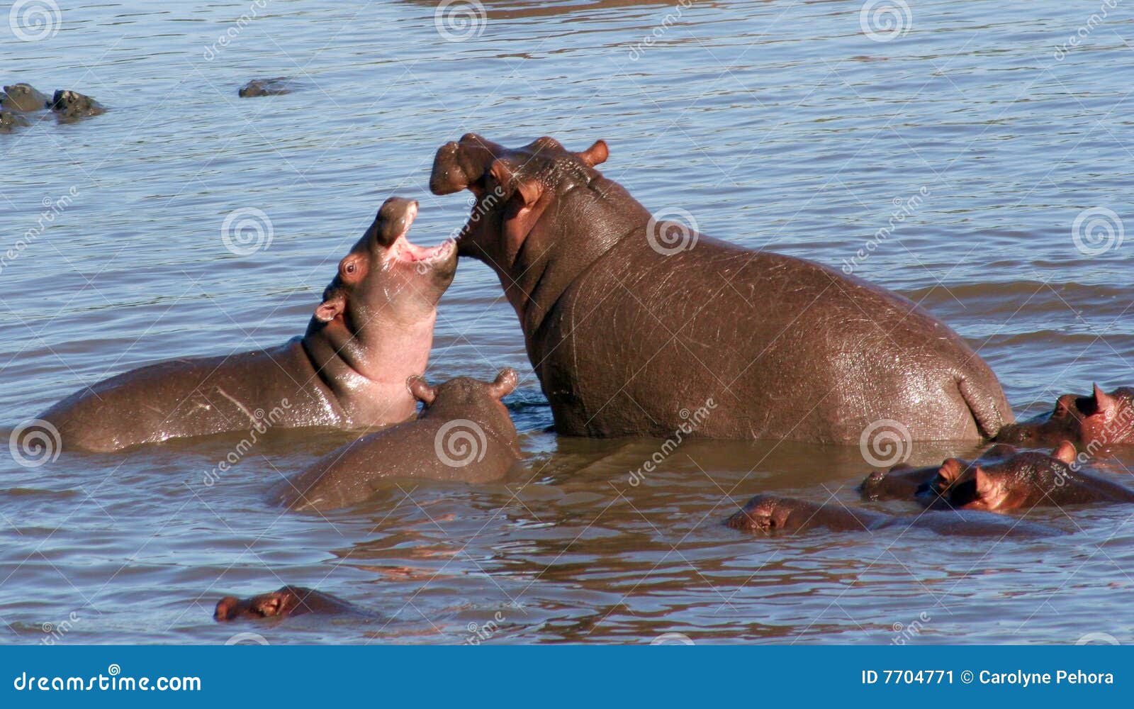 Hippo Fight stock image. Image of dangerous, fight, danger - 7704771