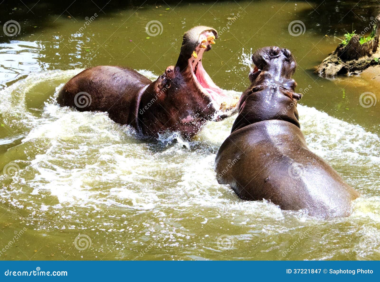 Hippo Fight stock image. Image of fight, animal, humorous - 37221847