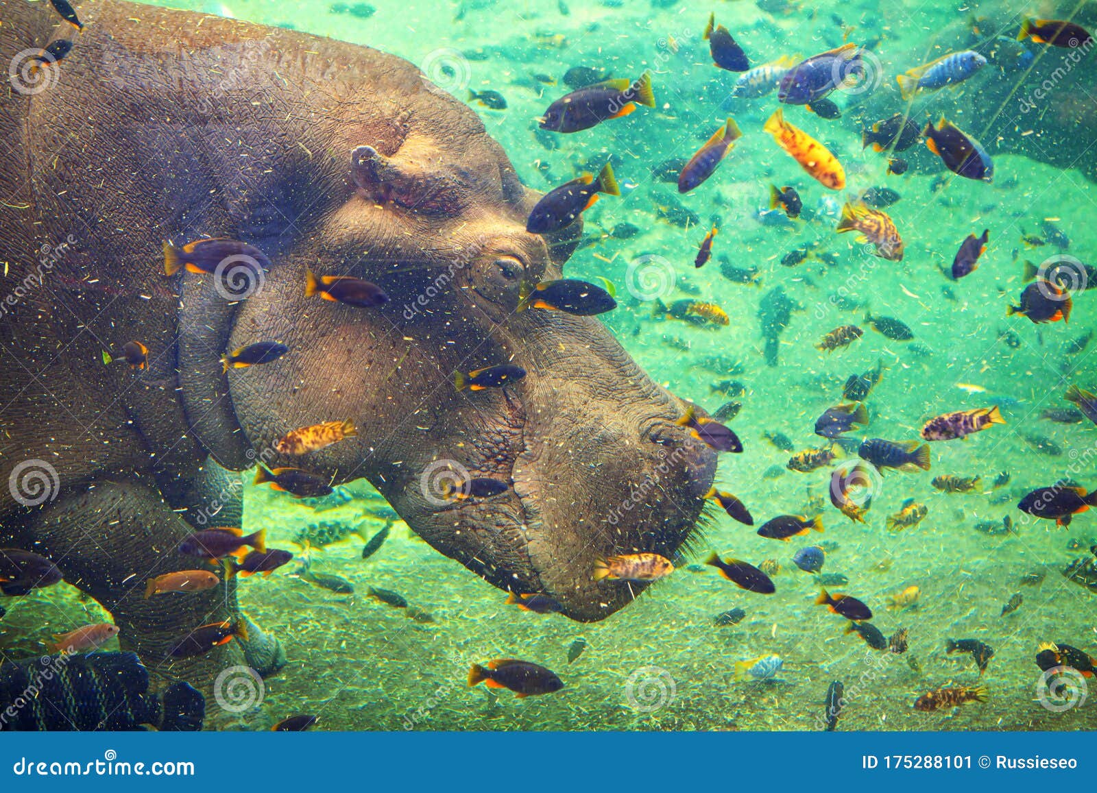 Hippo and fish stock image. Image of hippo, color, blue - 175288101