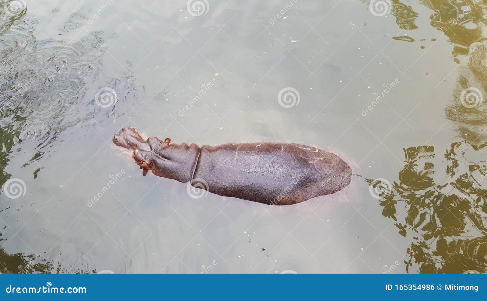 Hippo floats in water stock photo. Image of outdoors - 165354986
