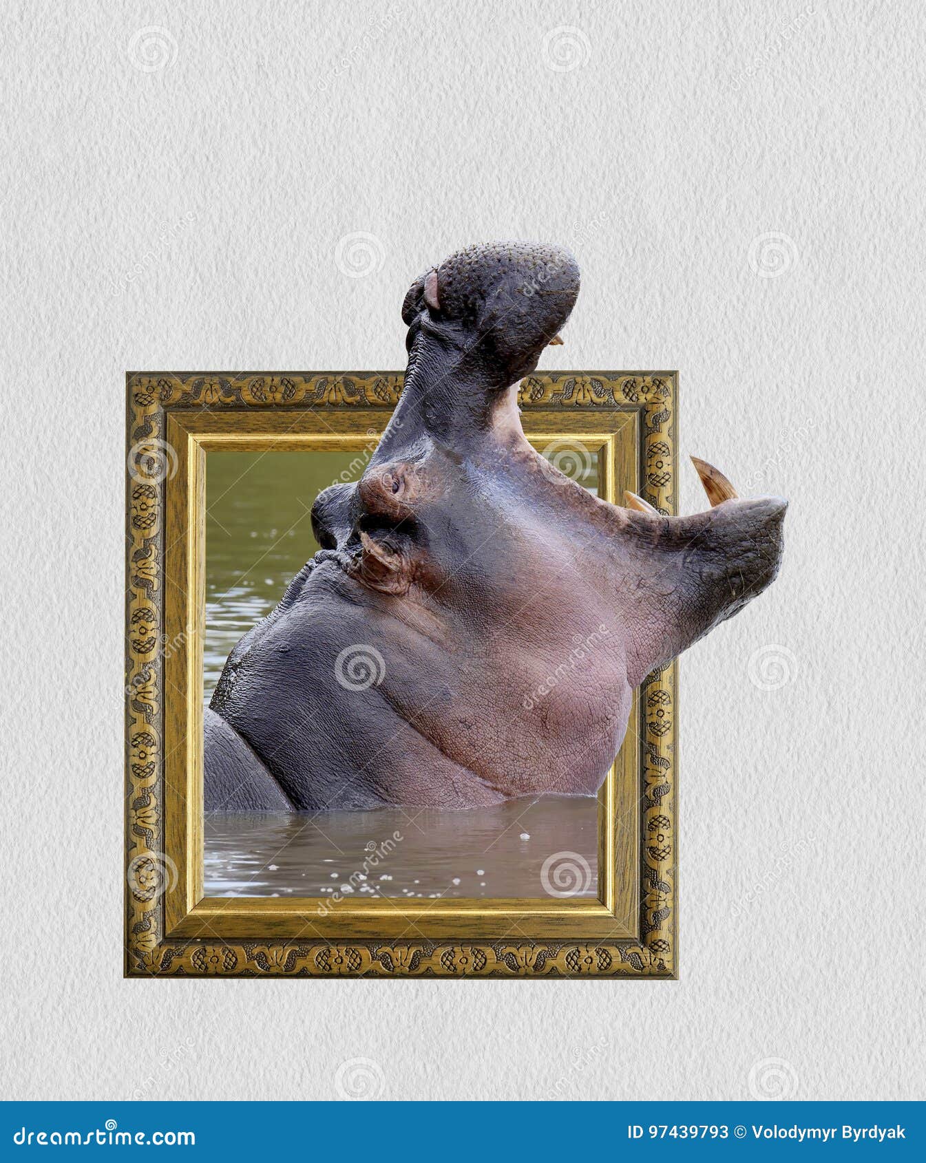 Hippo in Frame with 3d Effect Stock Image - Image of border, isolated ...