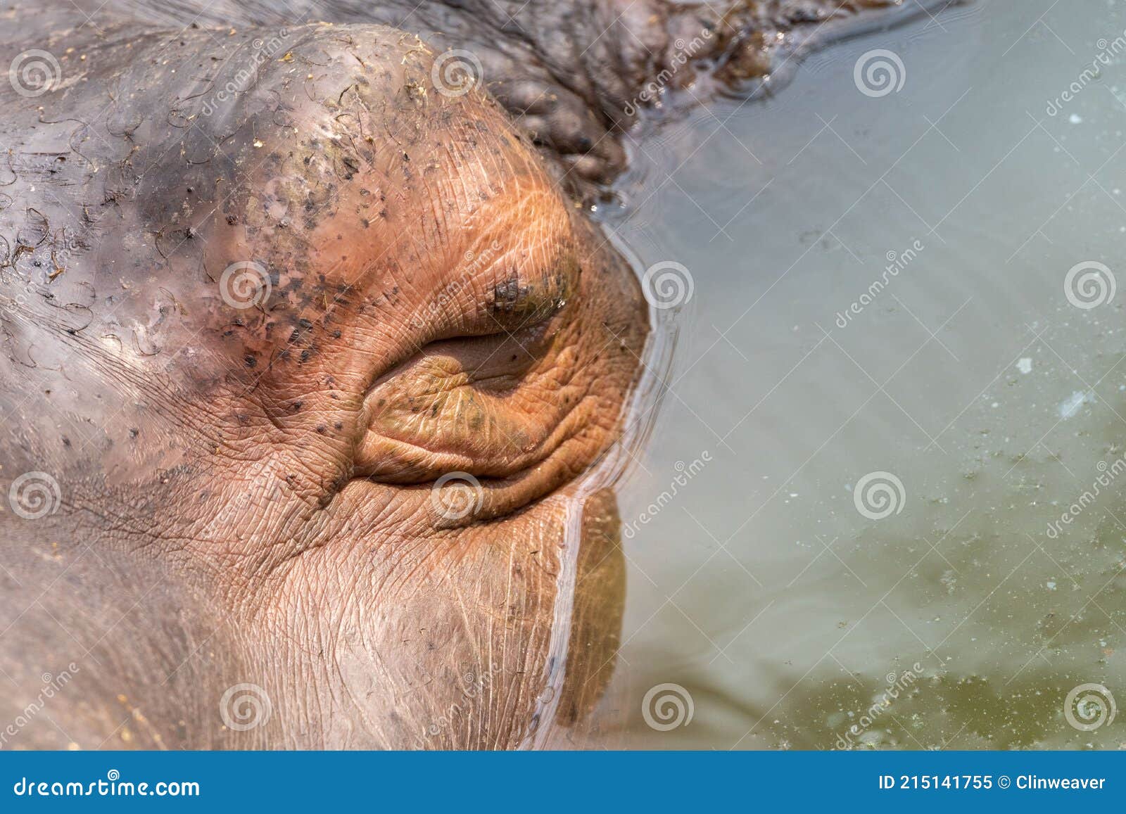 Hippo Front Half Face View stock image. Image of herbivore - 215141755