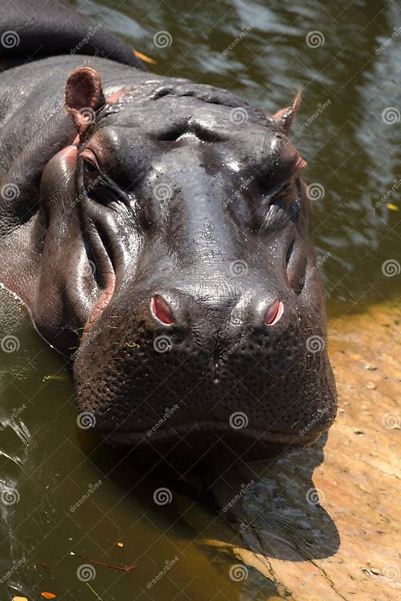 Hippo front view stock image. Image of serengeti, wilderness - 23544963