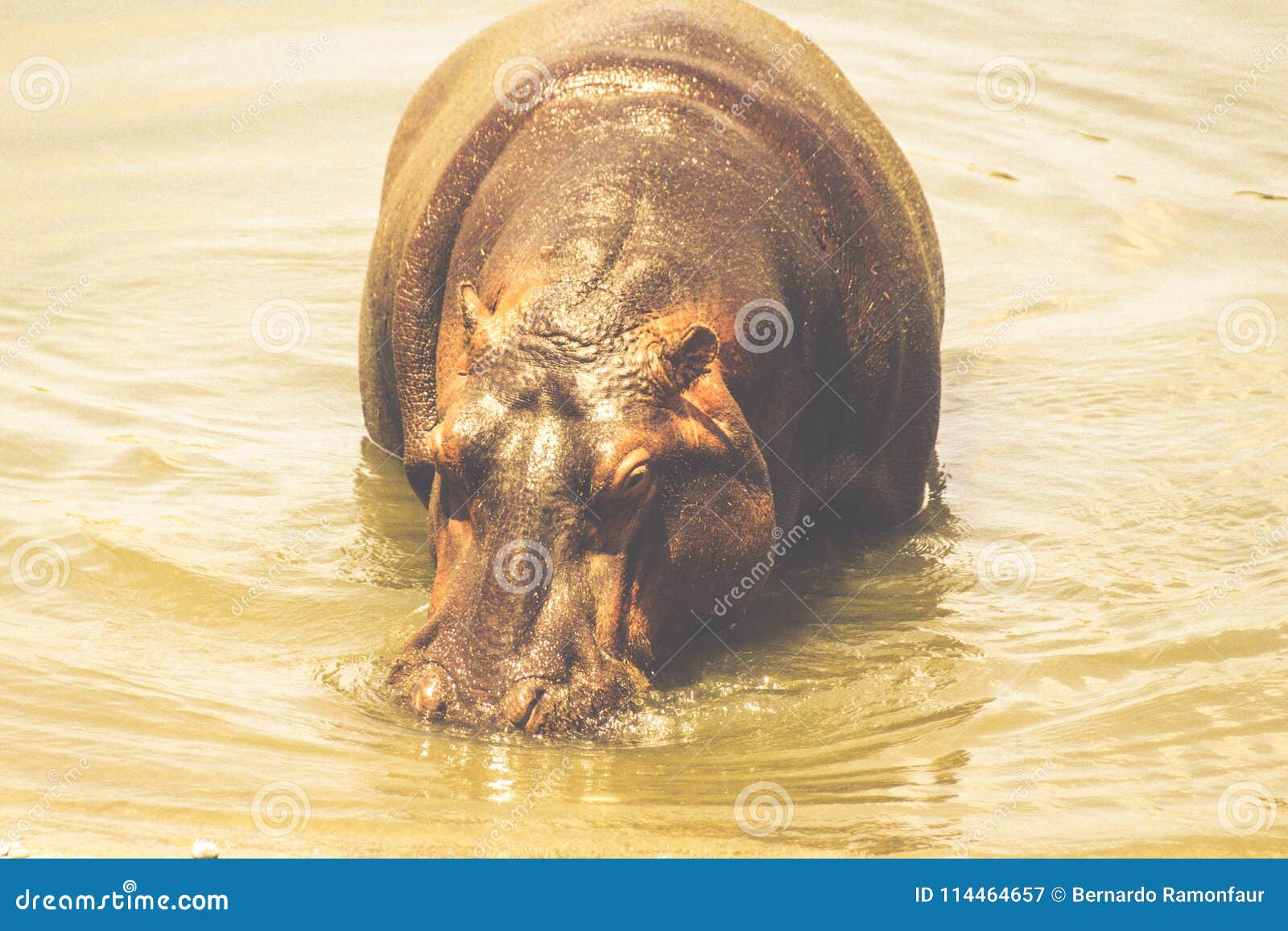 Hippo Getting Out of the Water Stock Image - Image of habitat, snout ...