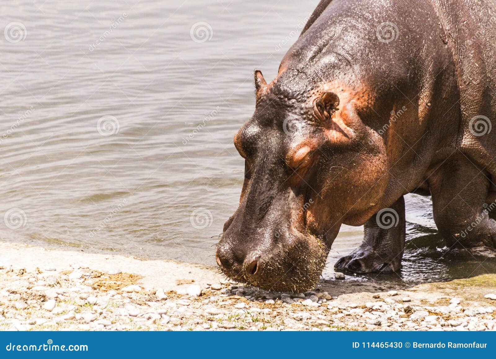 Hippo Getting Into The Water - Sao Paulo Zoo Stock Image ...