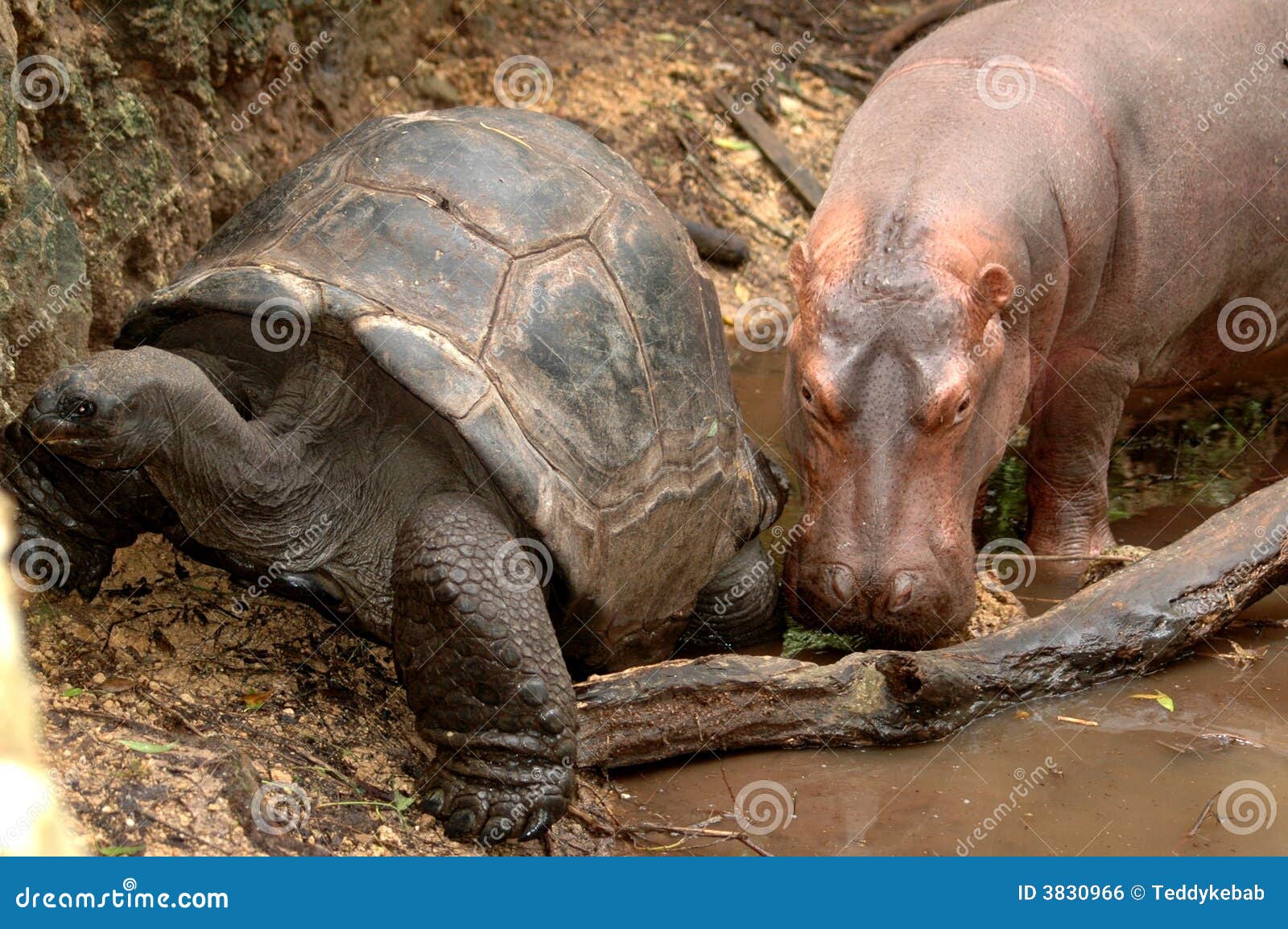 Hippo and Giant Tortoise stock photo. Image of drinking - 3830966