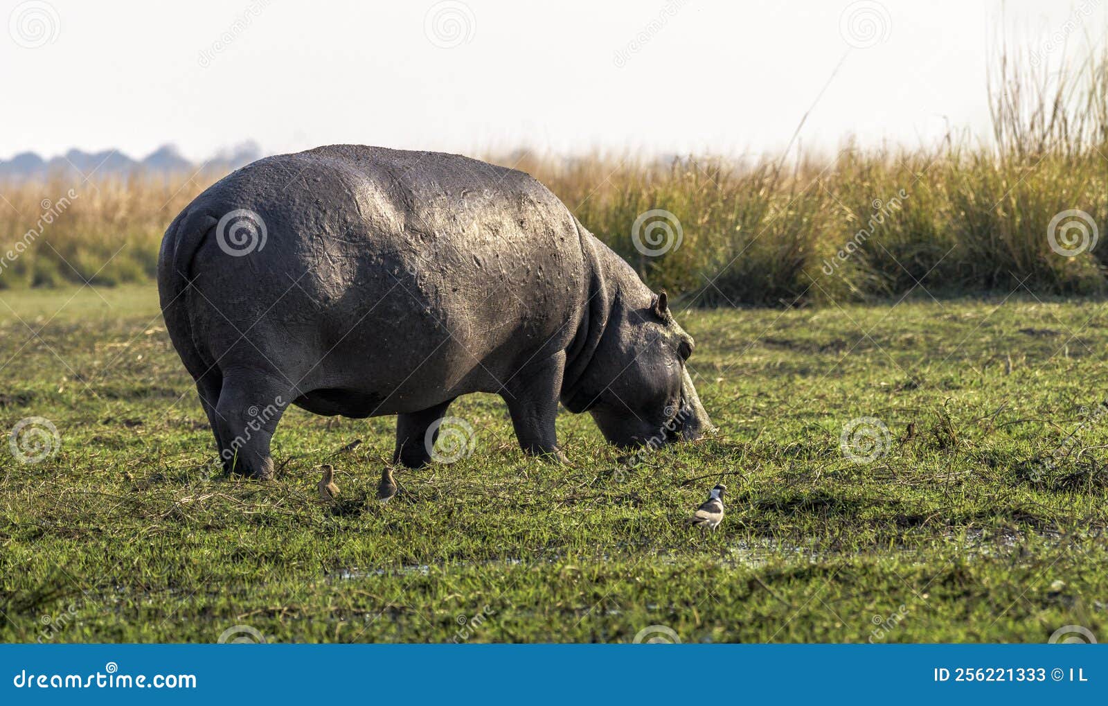 Hippo Grazing in the Marshlands of Chobe Riverfront, Kasane, Botswana ...
