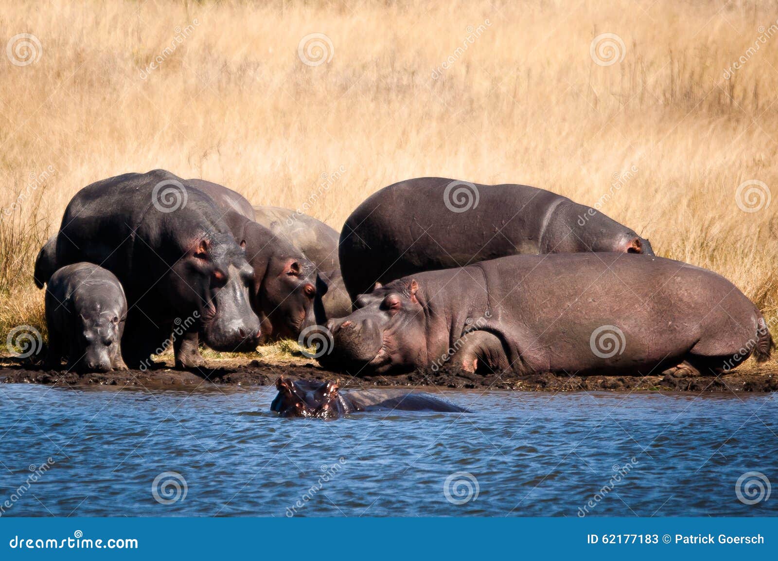 Hippo Group at the beach stock image. Image of tala, water - 62177183