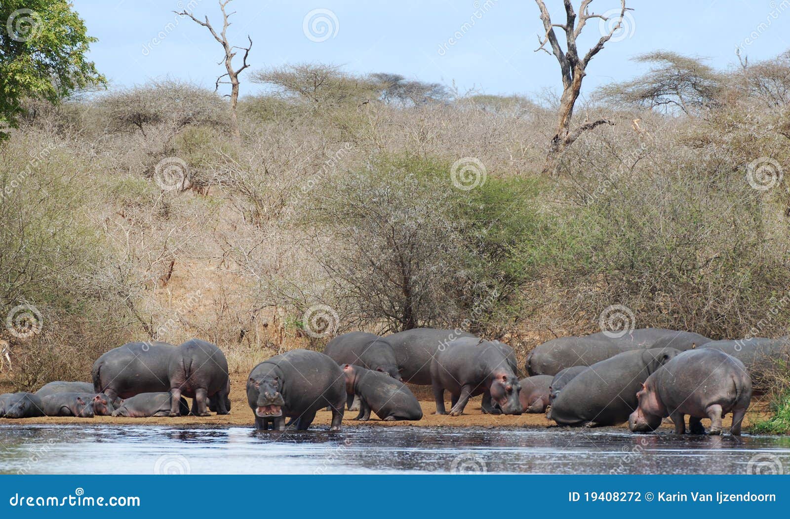 Hippo group on riverbank stock photo. Image of wildlife - 19408272