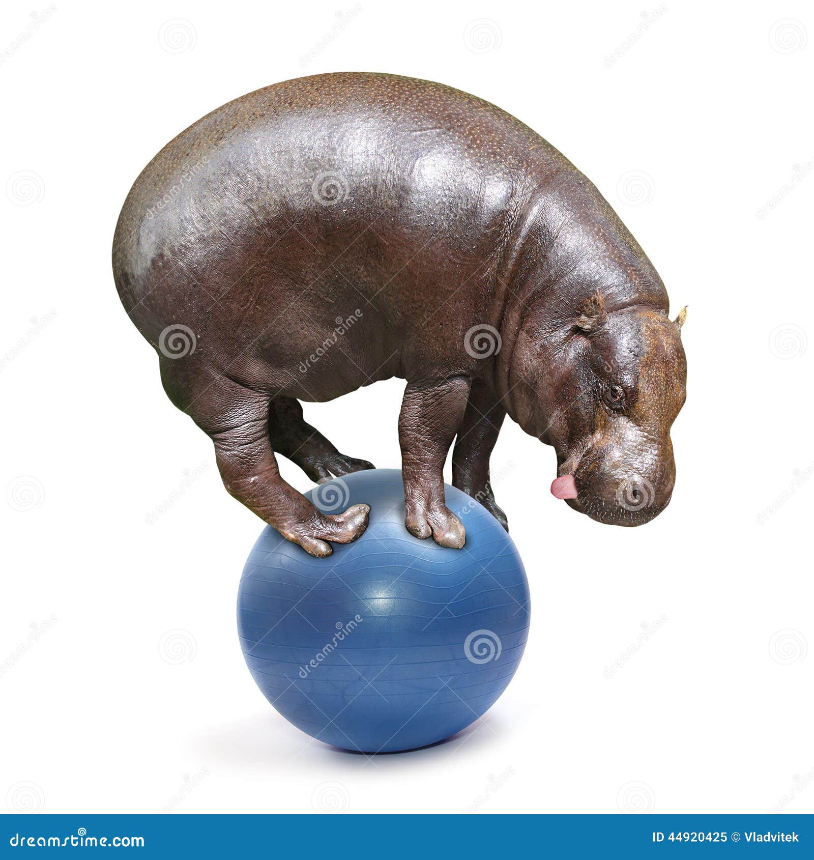 Hippo have a fun. stock image. Image of funny, balloon - 44920425