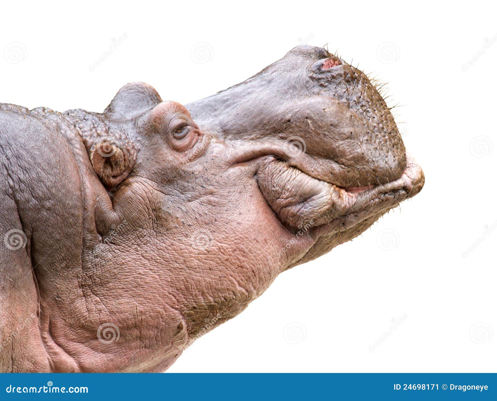 Hippopotamus Head Side View Stock Photos - Free & Royalty-Free Stock ...