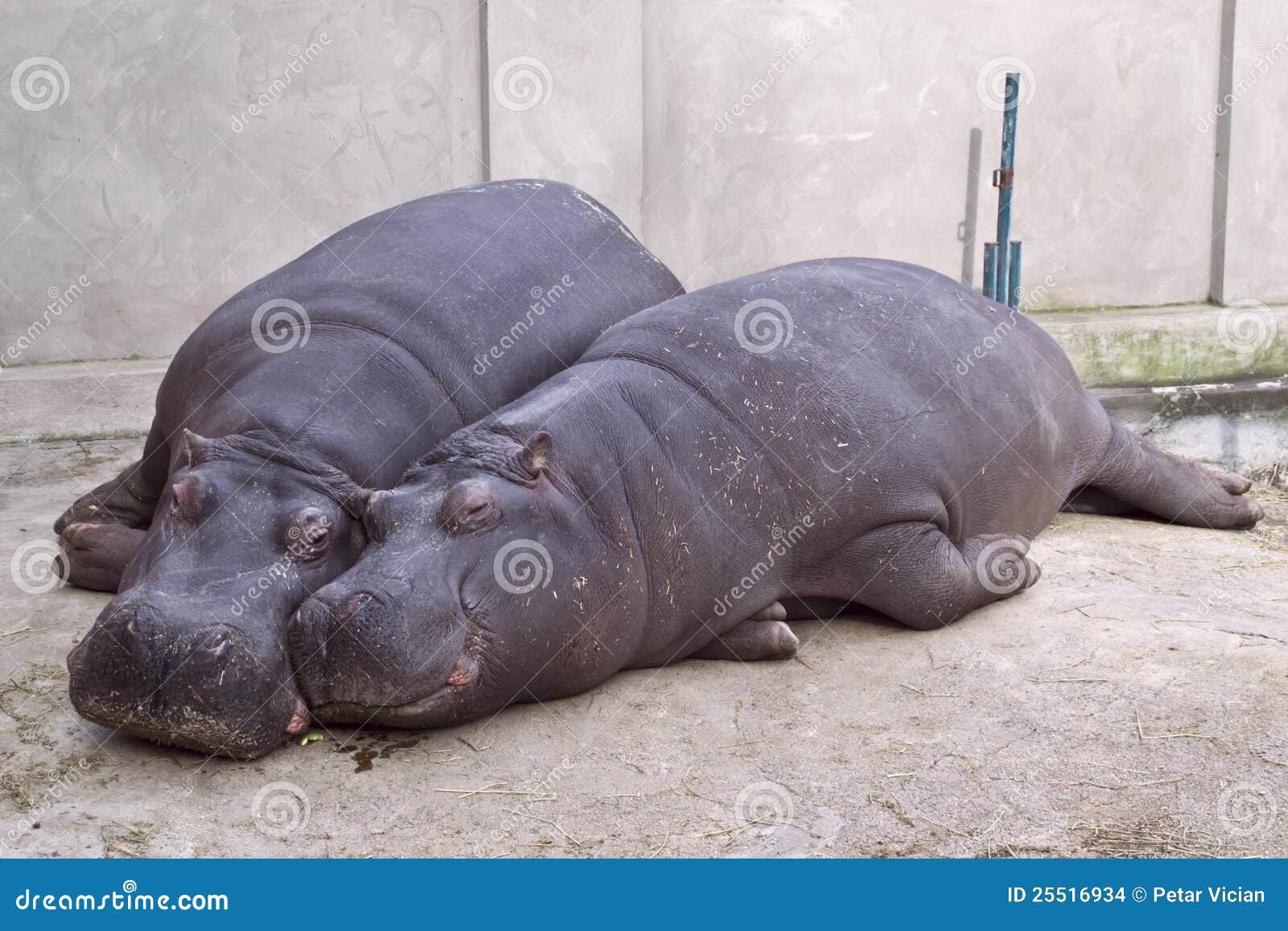 Hippo and her cub stock photo. Image of people, hippopotamus - 25516934