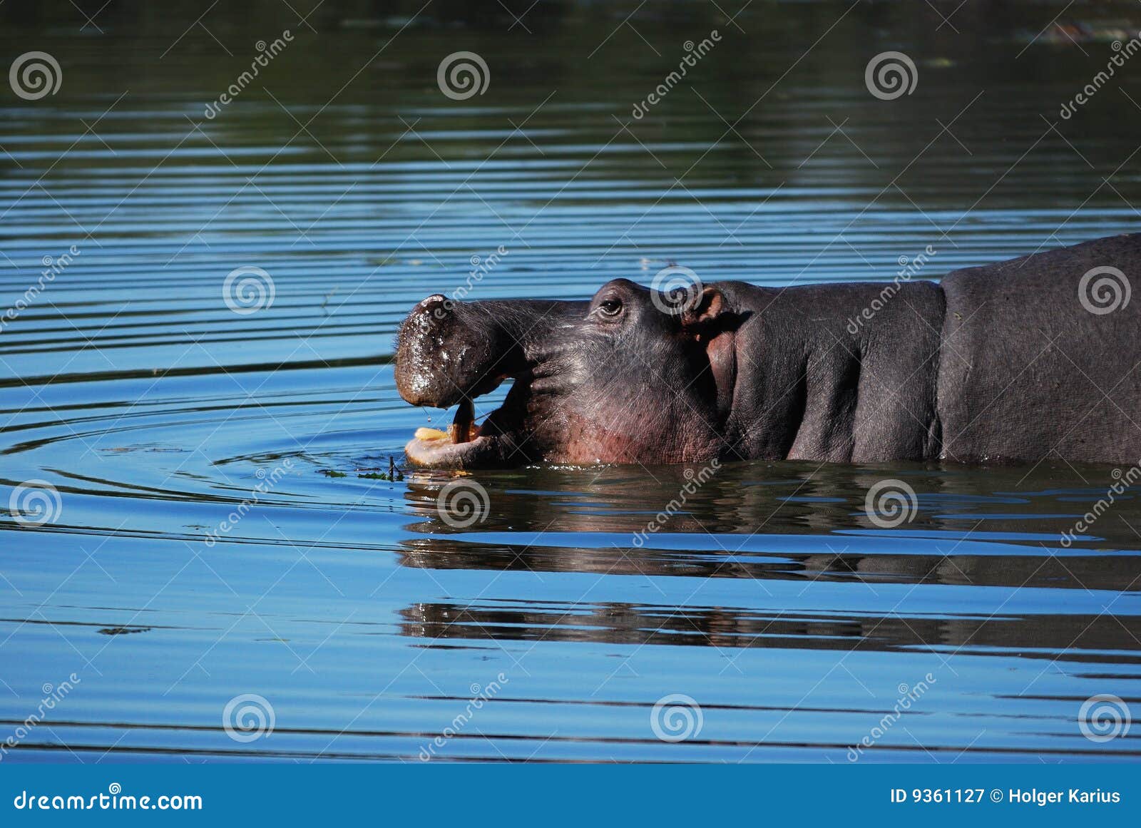 Snake Eating Hippo