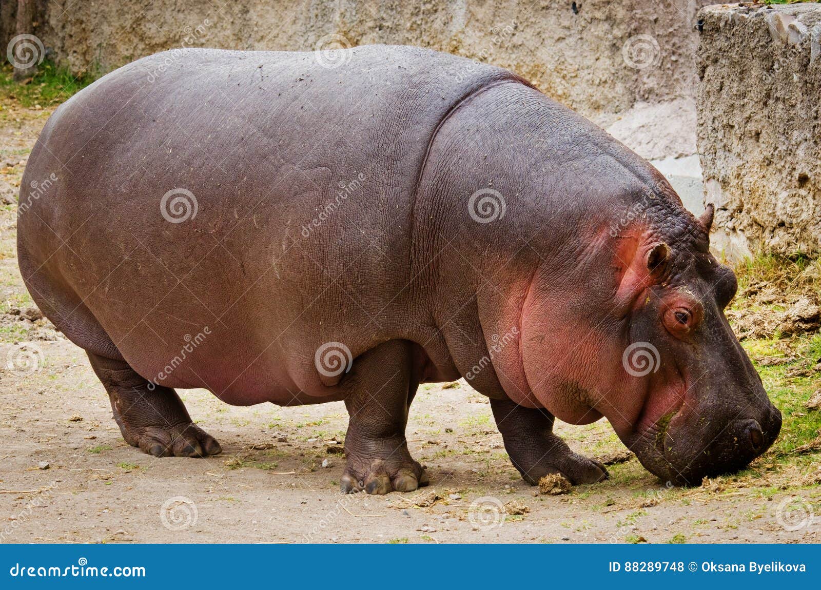 Hippo Hippopotamus Amphibius. Close Up Stock Photo - Image of national ...