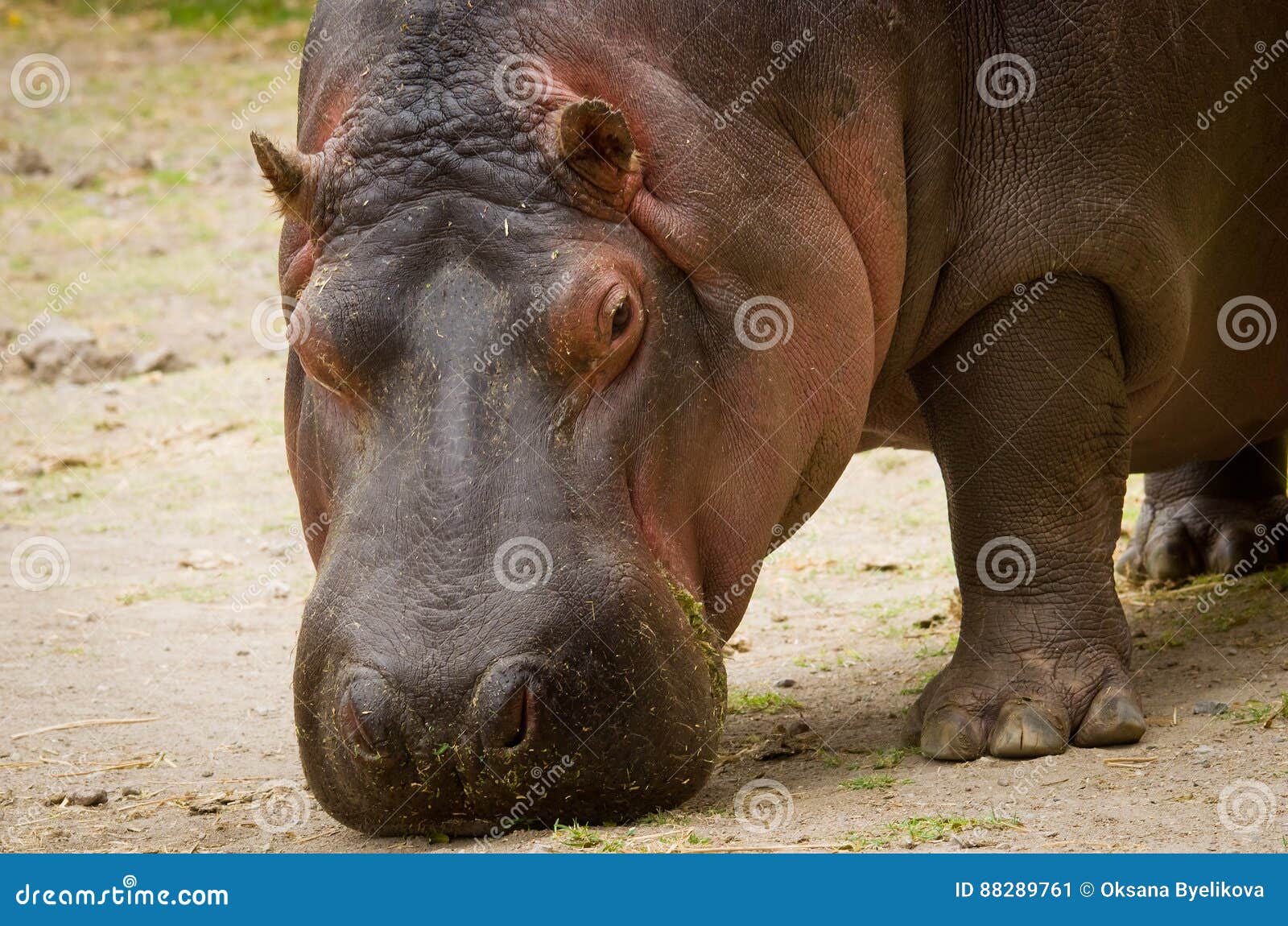 Hippo Hippopotamus Amphibius. Close Up Stock Image - Image of africa ...