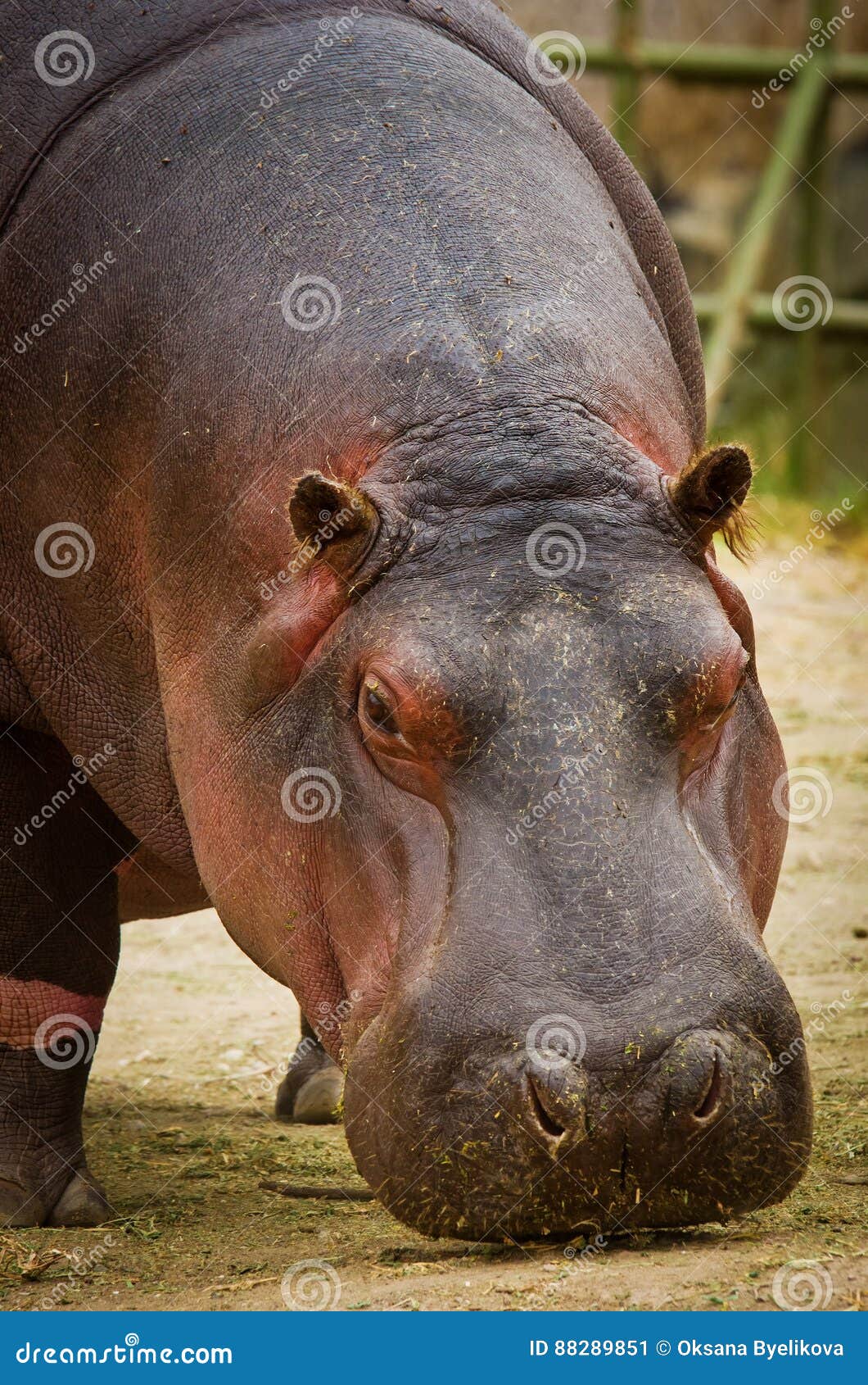 Hippo Hippopotamus Amphibius. Close Up Stock Image - Image of african ...