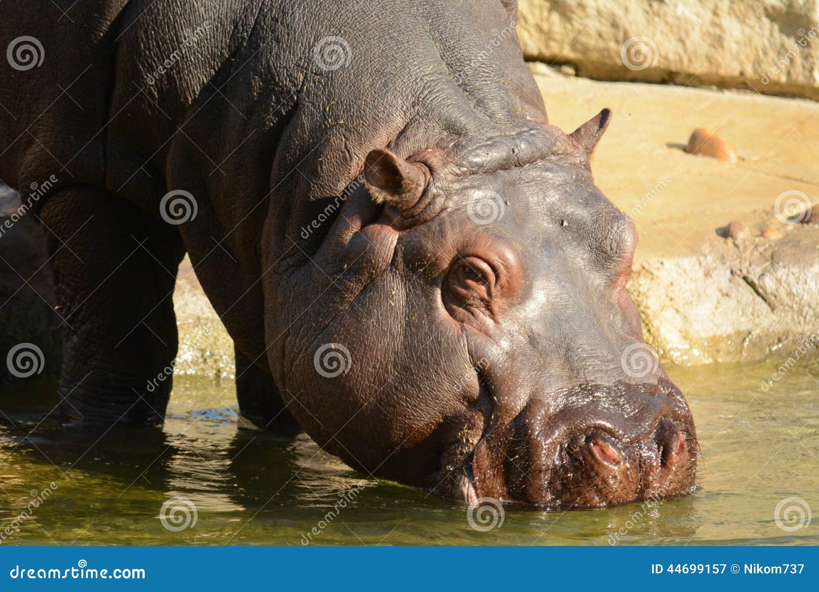 Hippo stock image. Image of fauna, snout, horn, wildlife - 44699157