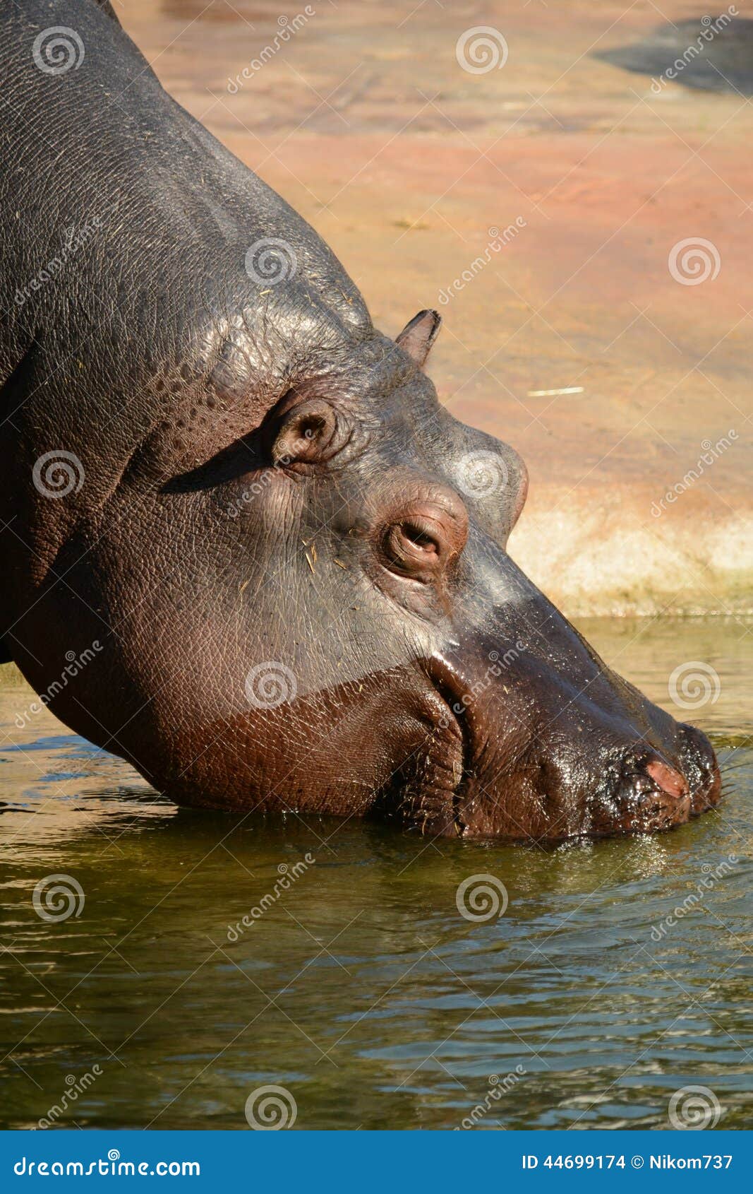 Hippo stock photo. Image of safari, snout, wildlife, nature - 44699174