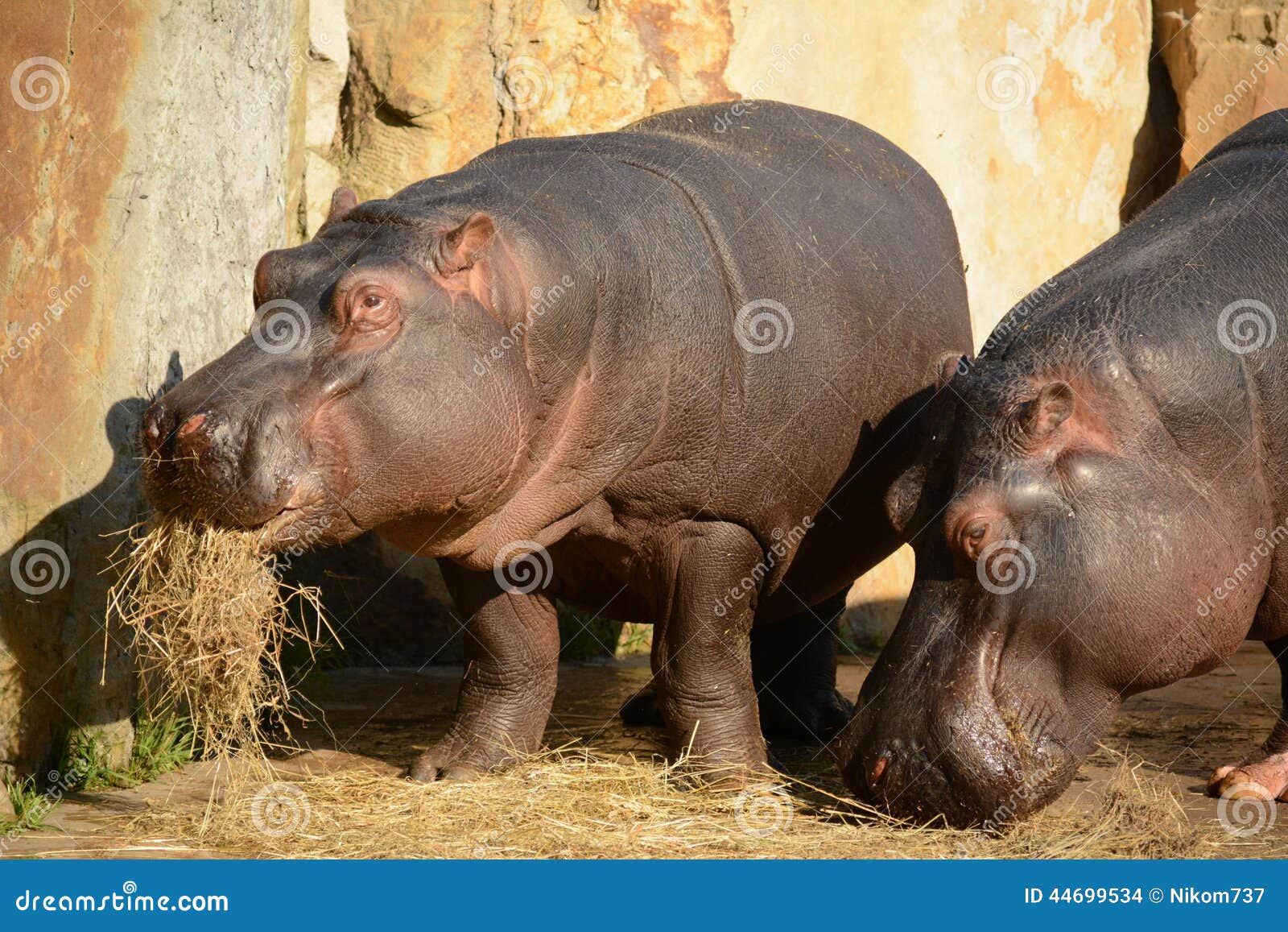 Hippo stock photo. Image of huge, hippo, organism, snout - 44699534