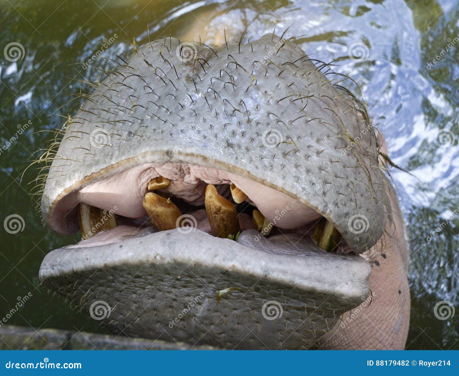 Hippo stock photo. Image of teeth, wilderness, expedition - 88179482