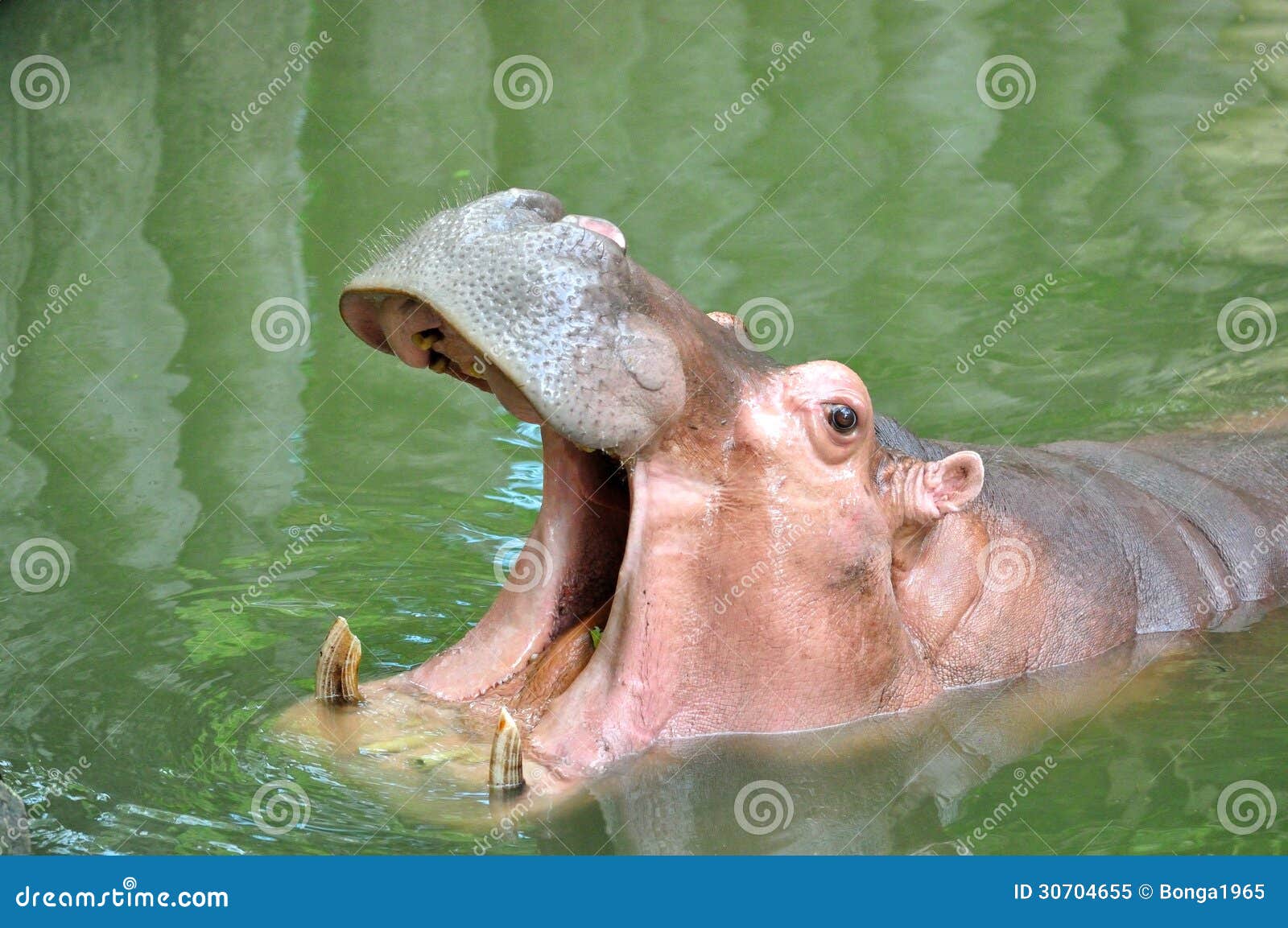 272 Hippo Hippopotamus Open Its Mouth Stock Photos - Free & Royalty ...
