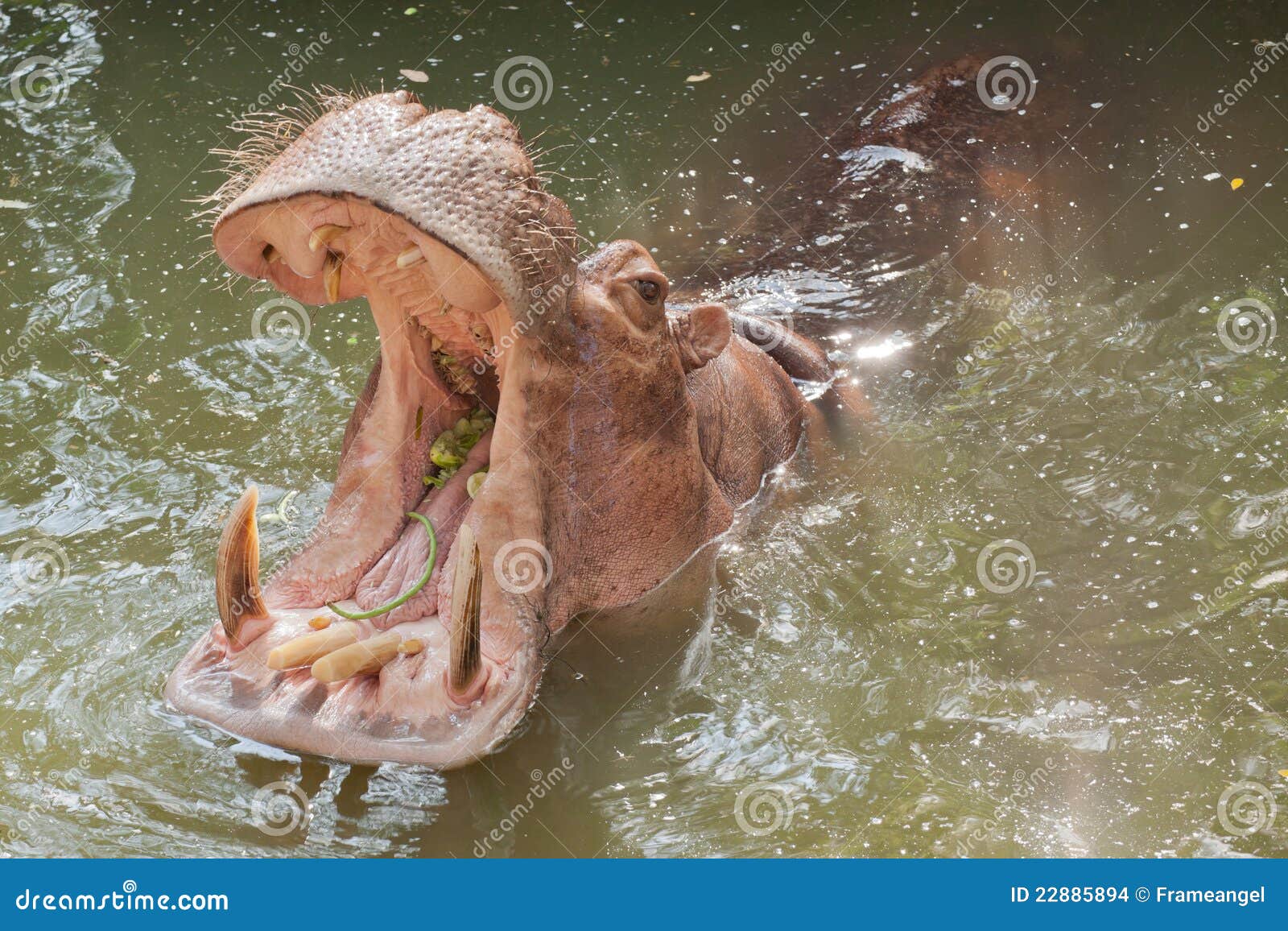 Hippo, Hippopotamus Open Mouth Stock Photo - Image of brown, safari ...