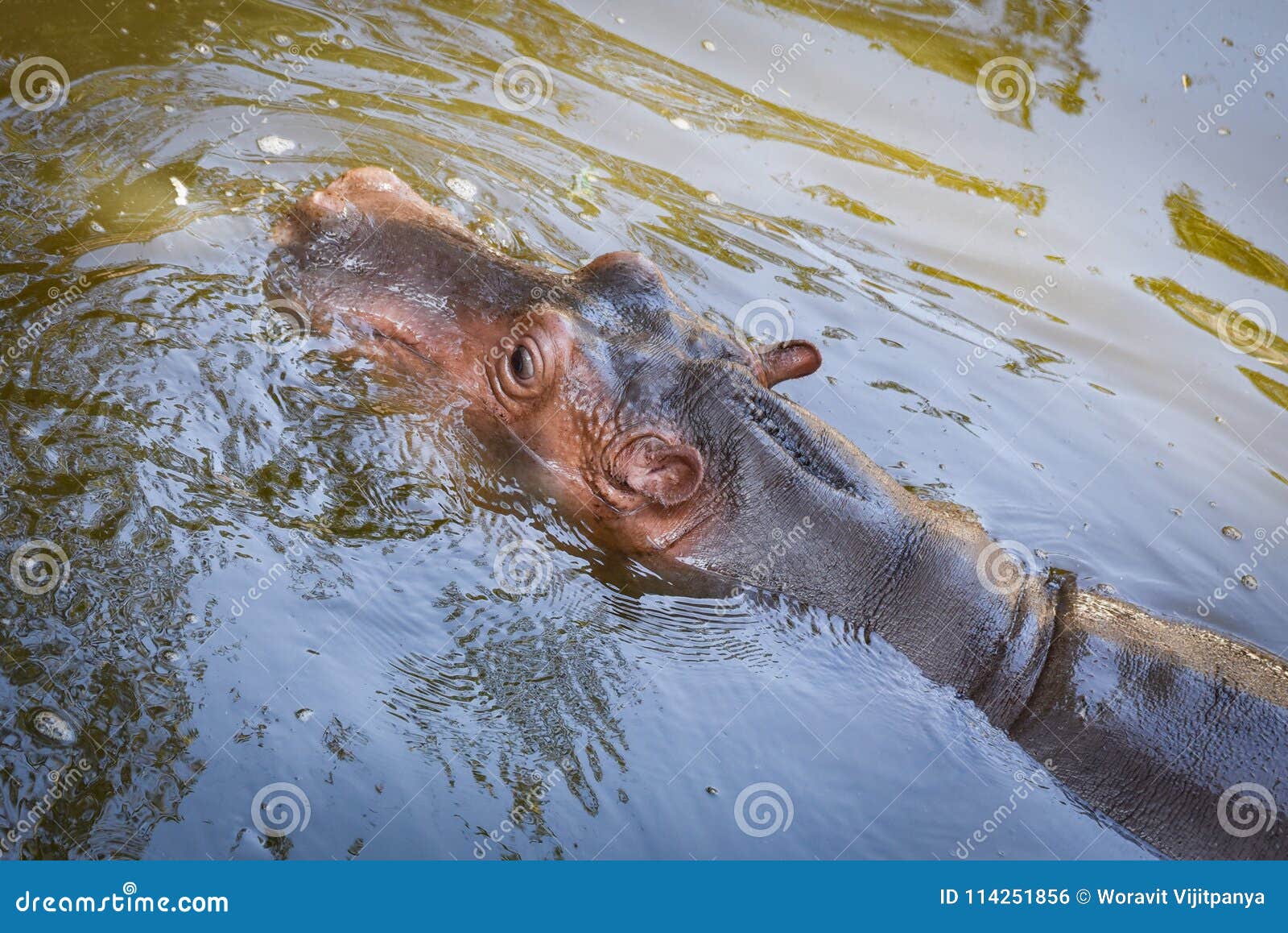 Hippopotamus stock photo. Image of portrait, huge, natural - 114251856