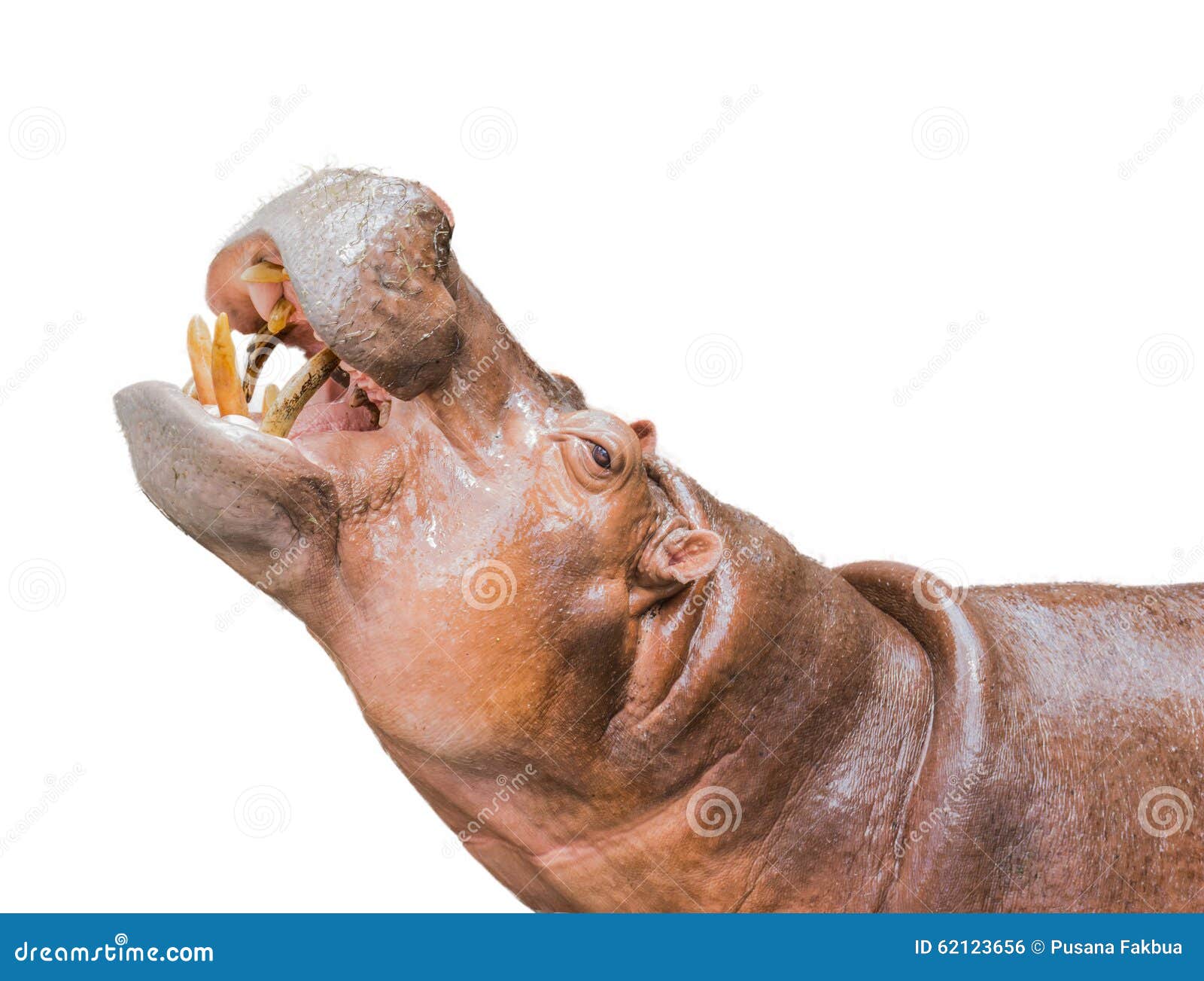 A Hippo Isolated on White Background Stock Photo - Image of tooth ...