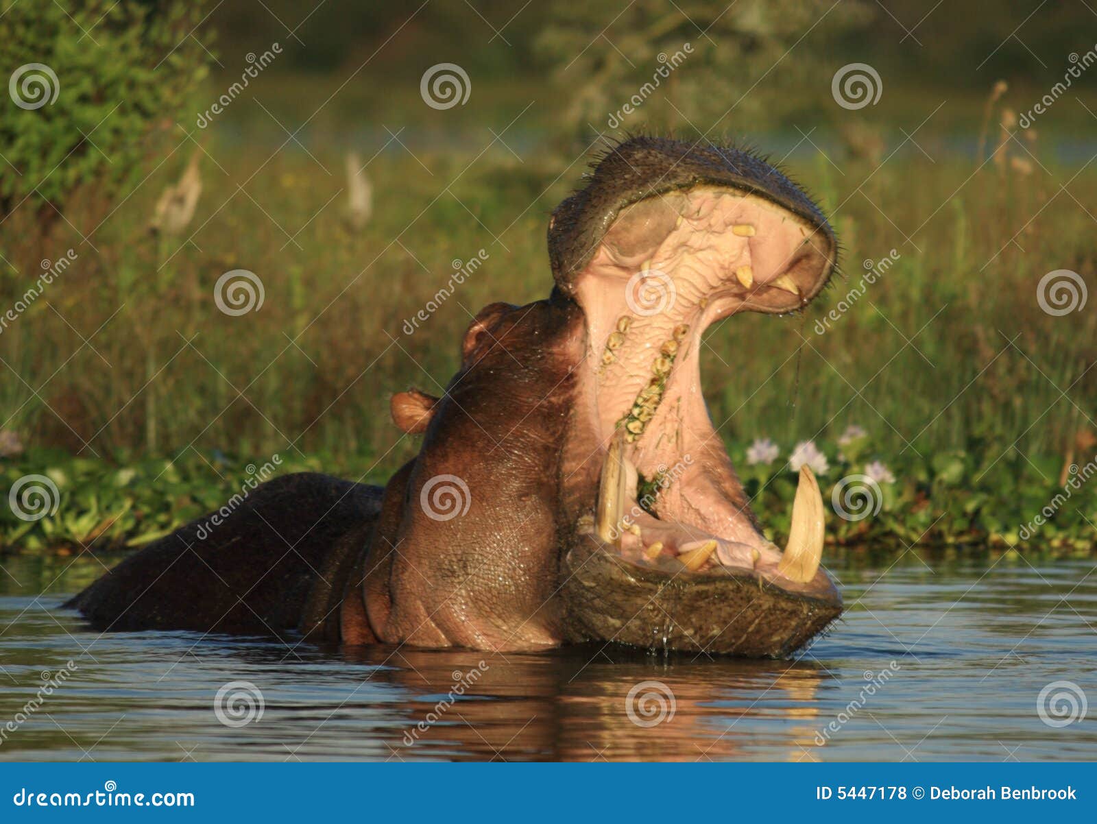 Hippo with its mouth open stock photo. Image of masai - 5447178