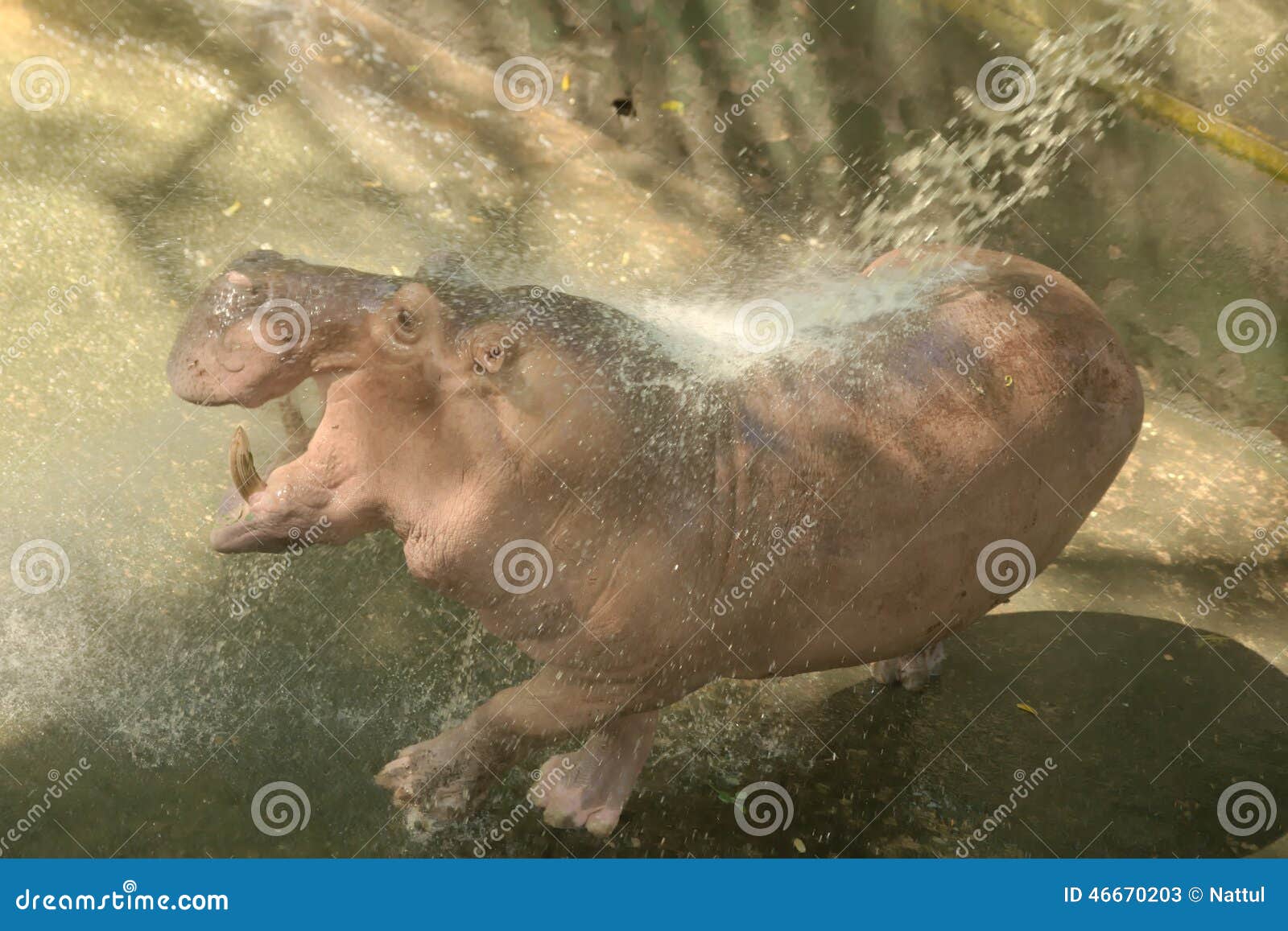 Hippo Joyfully Play with Water Stock Image - Image of happiness, stream ...