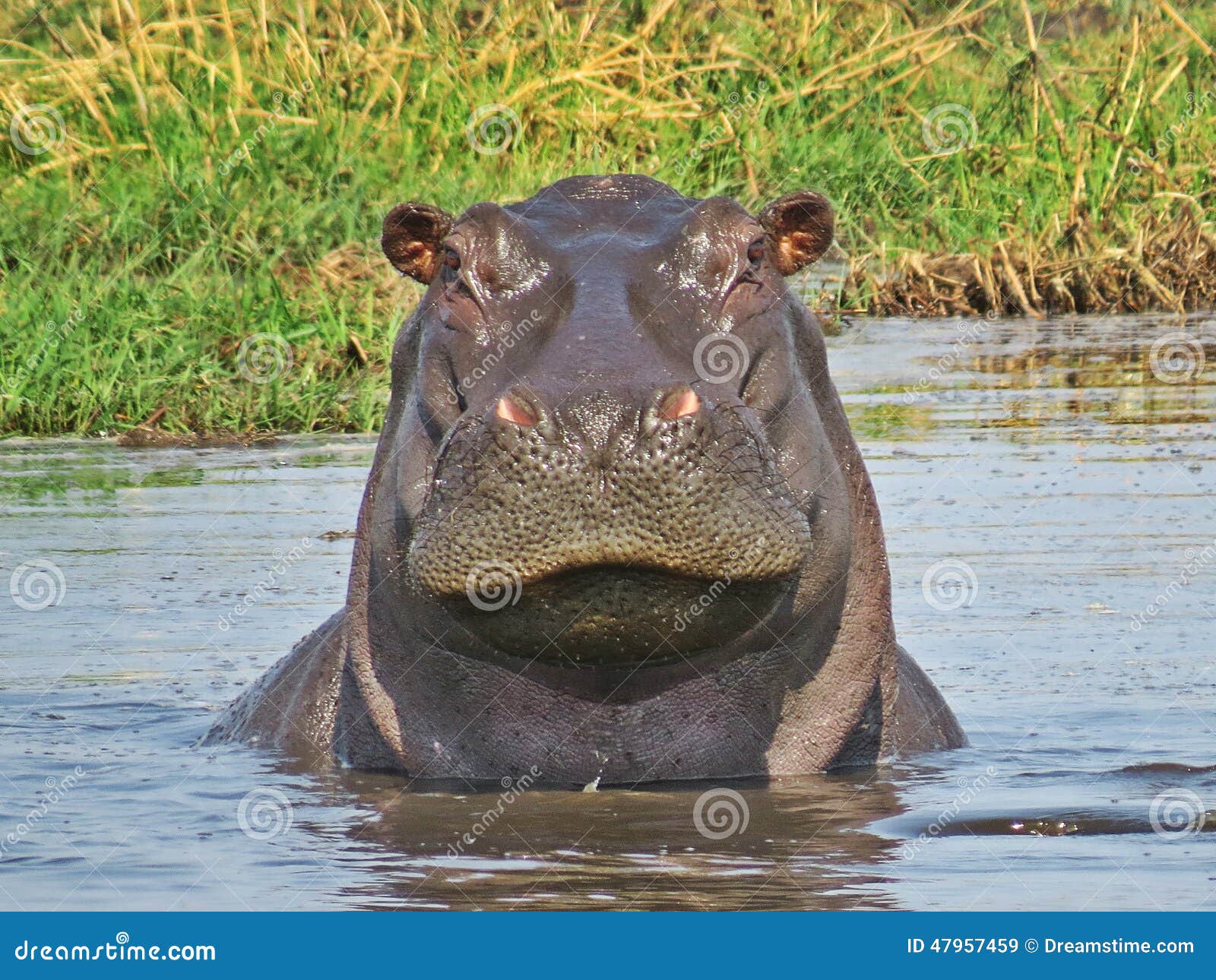 Hippo stock image. Image of hippo, strong, pink, scary - 47957459