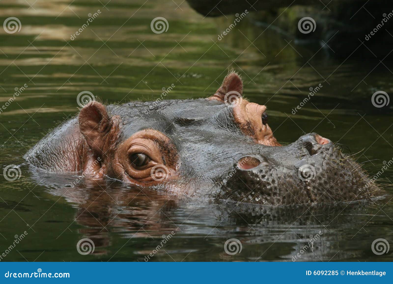 Hippo looking at you stock image. Image of mammal, head - 6092285