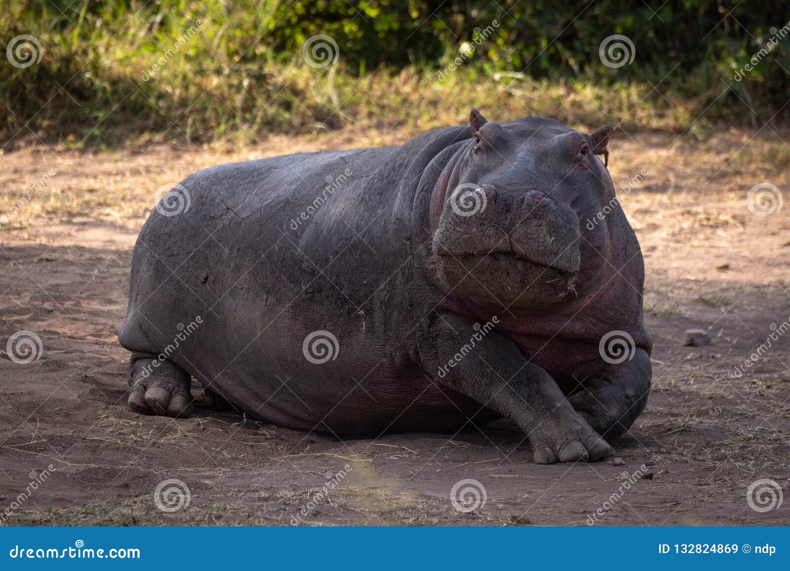 Hippo Lying in Dirt Looking at Camera Stock Image - Image of safari ...