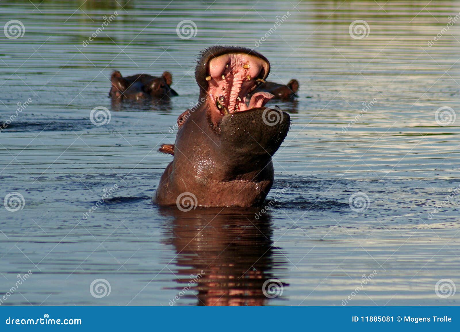 Hippo Master of the Pool Vocalizing Loudly Stock Image - Image of ...