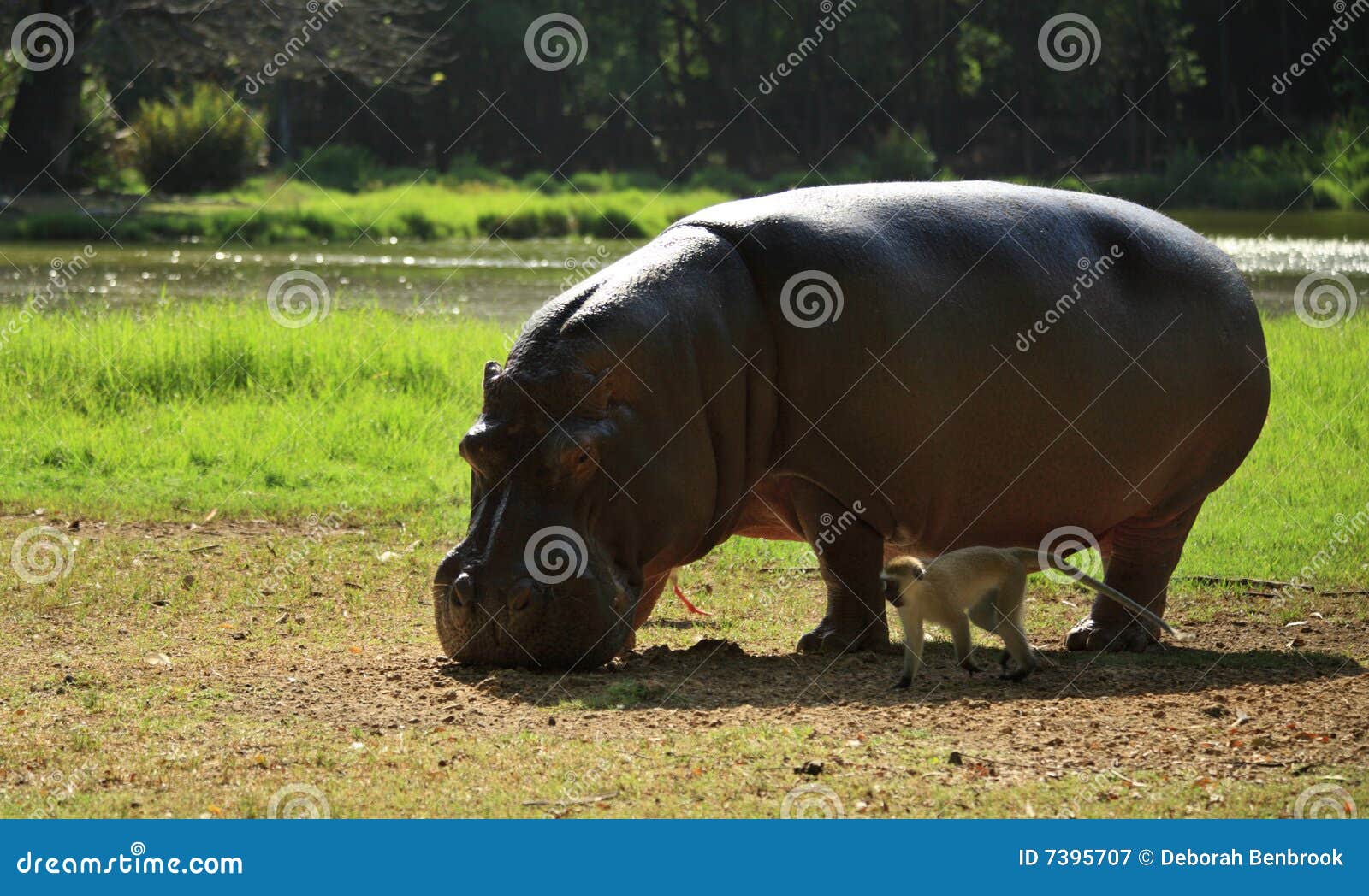 The hippo and the monkey stock image. Image of grey, safari - 7395707