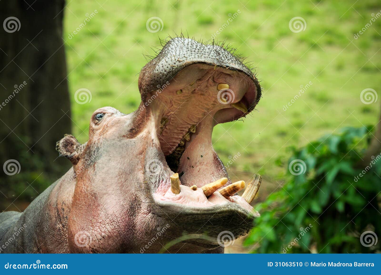 Pygmy Hippo Mouth