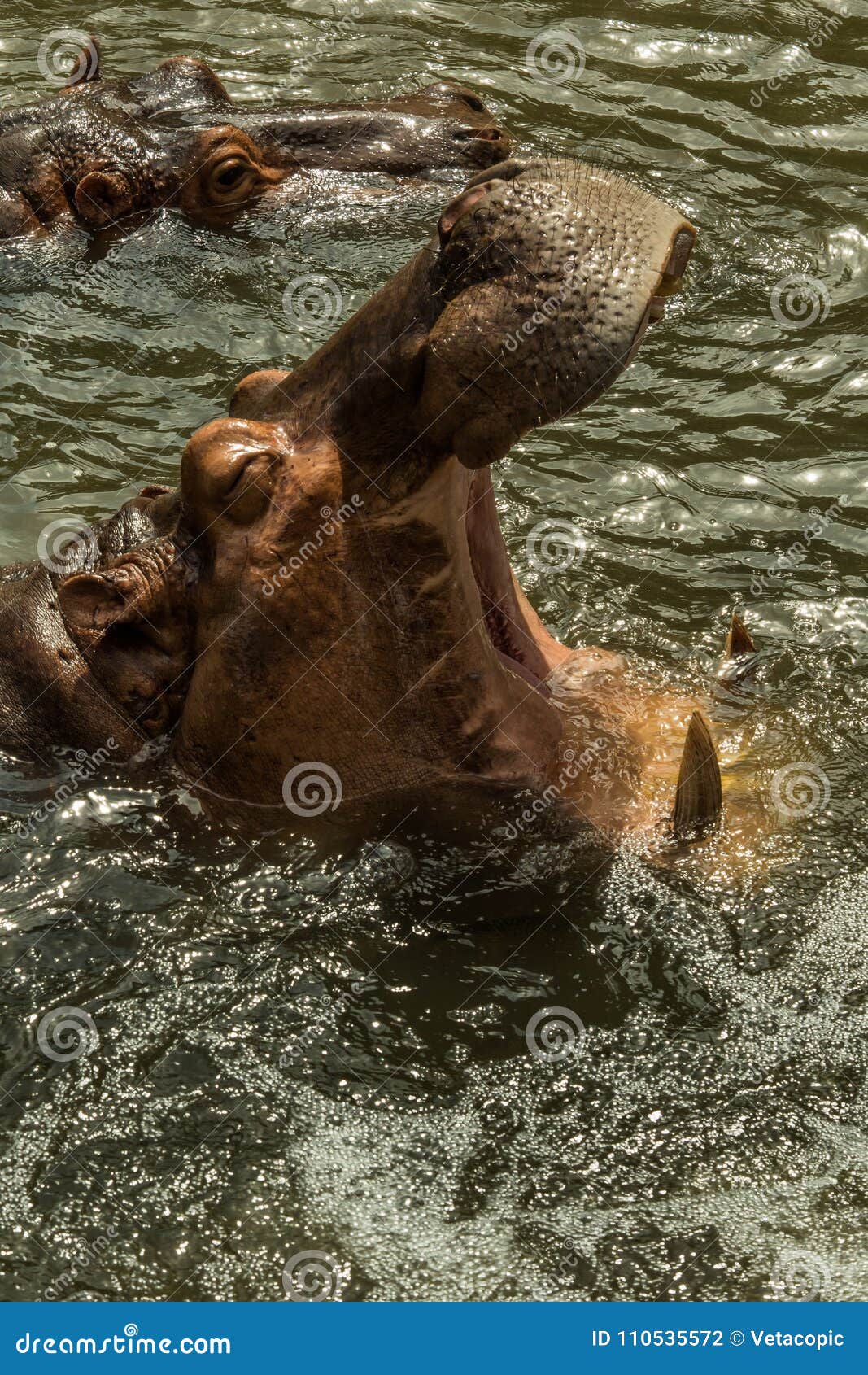 Hippo mouth open stock photo. Image of wild, open, hipo - 110535572