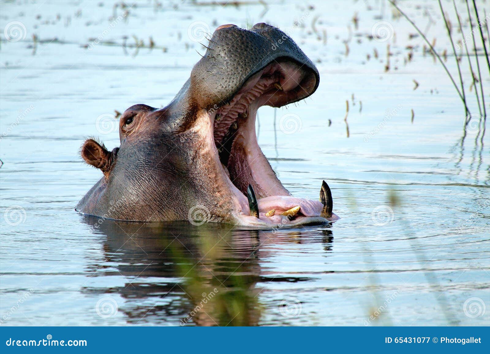 Hippo with the mouth open stock image. Image of pilanesberg - 65431077