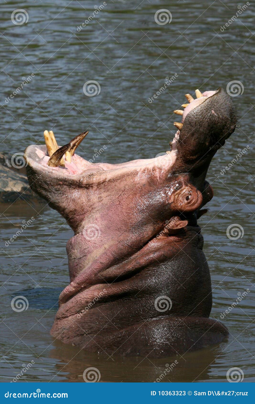 Hippo Mouth Wide Open in Africa Stock Image - Image of defending ...