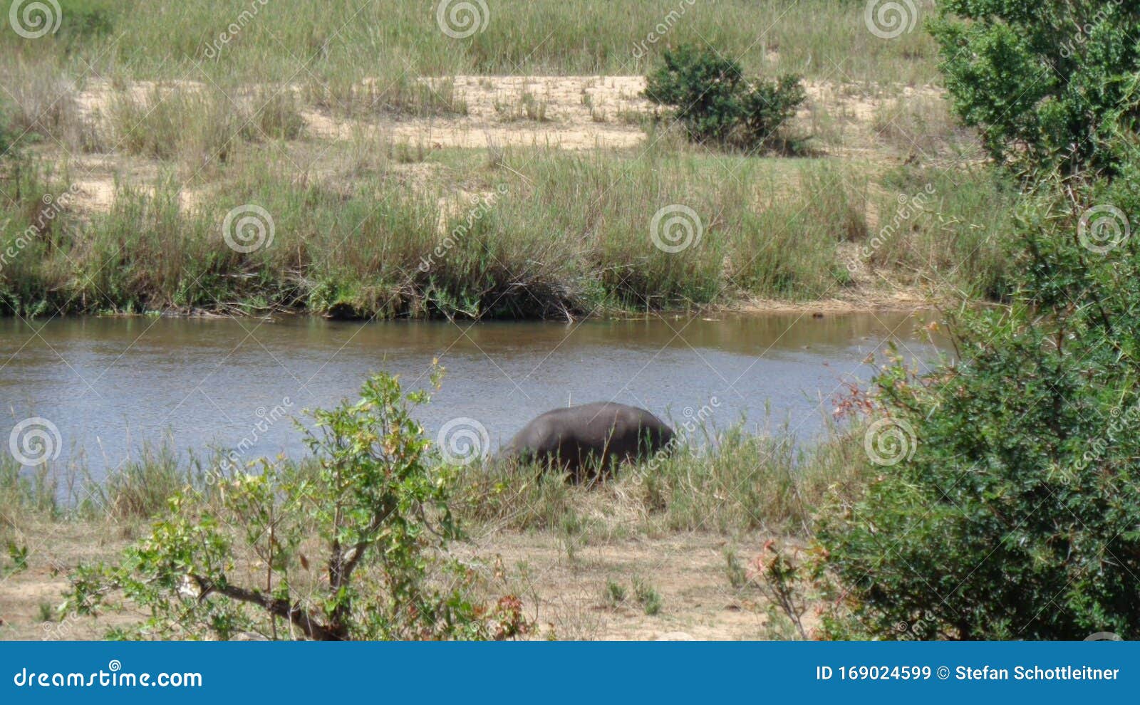 A hippo near the river stock image. Image of swamp, tidal - 169024599