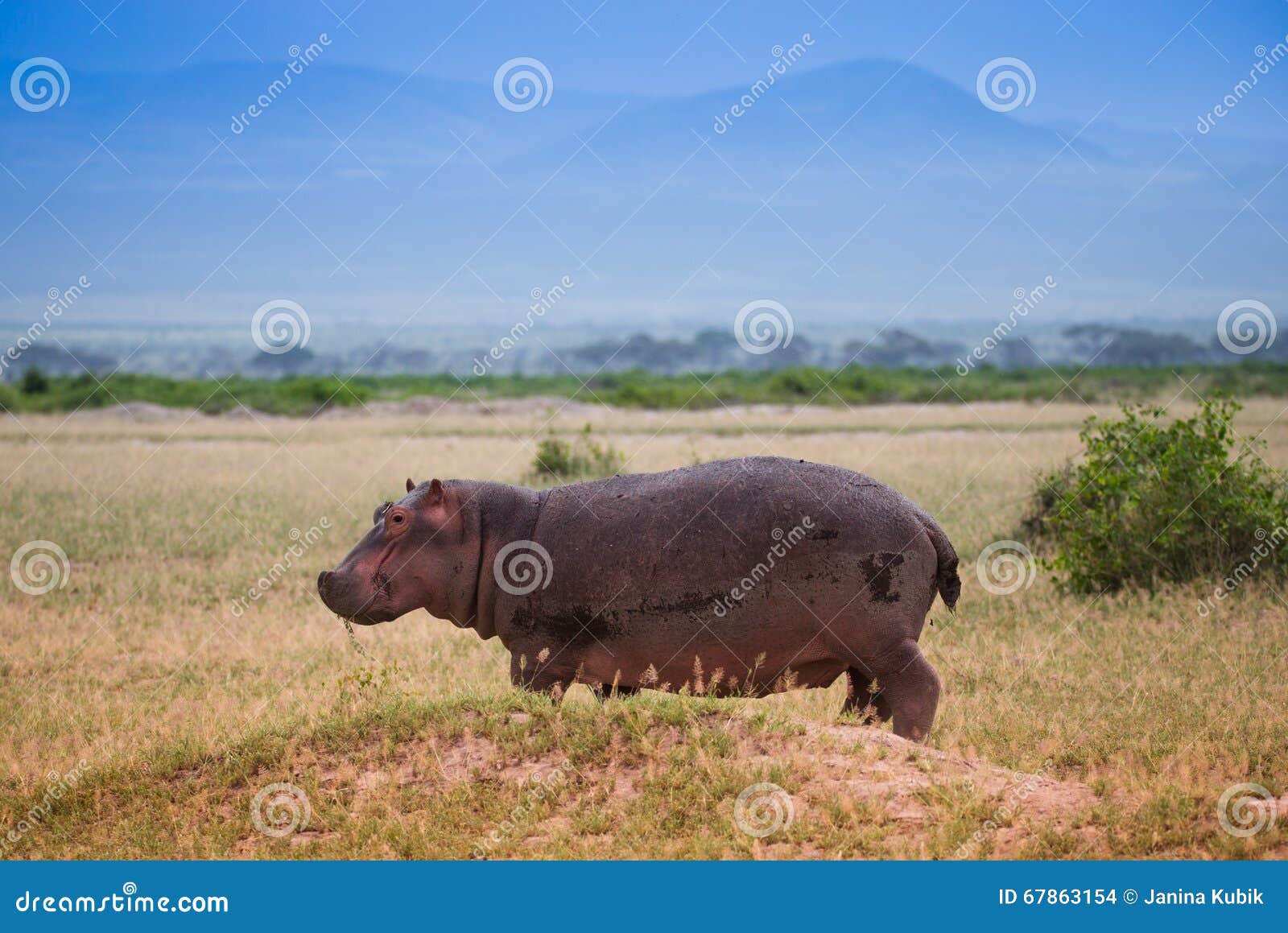 Hippo Op Afrikaanse Savanne Stock Foto - Image of zonsopgang, safari ...