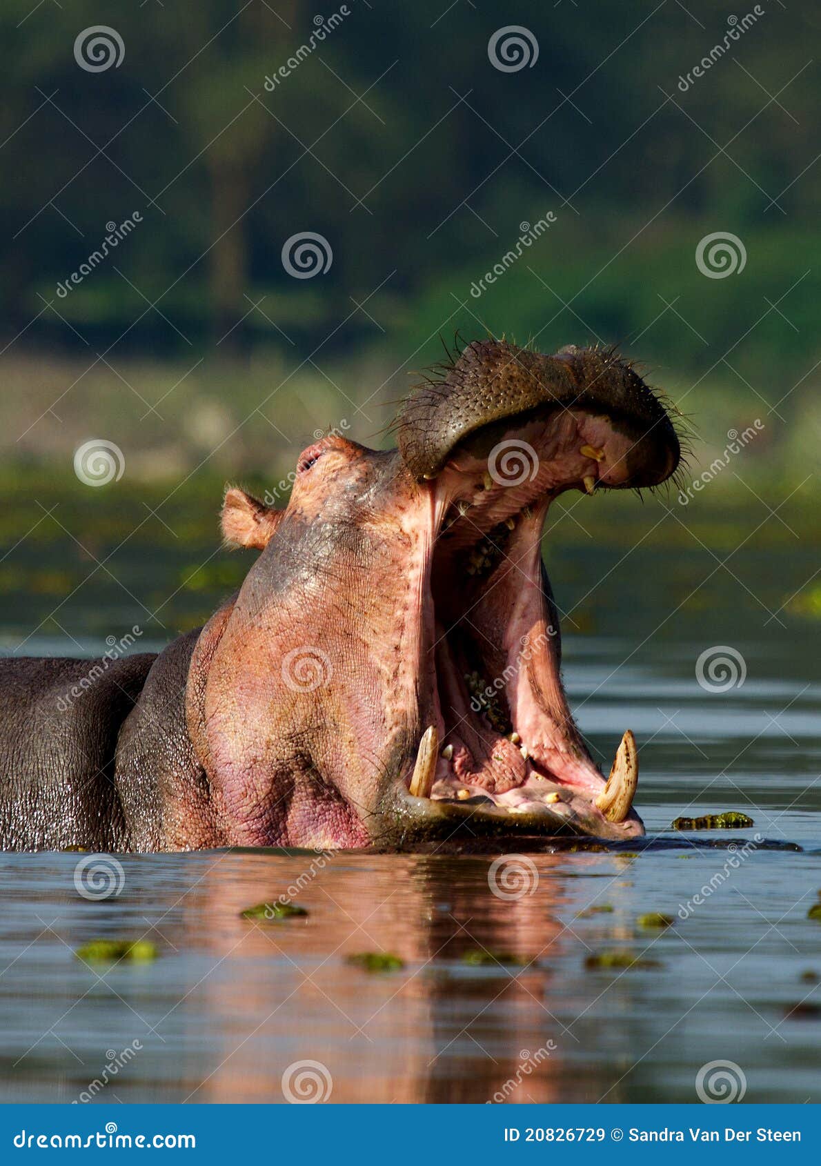 Hippo with open mouth stock image. Image of mammal, hippopotamus - 20826729