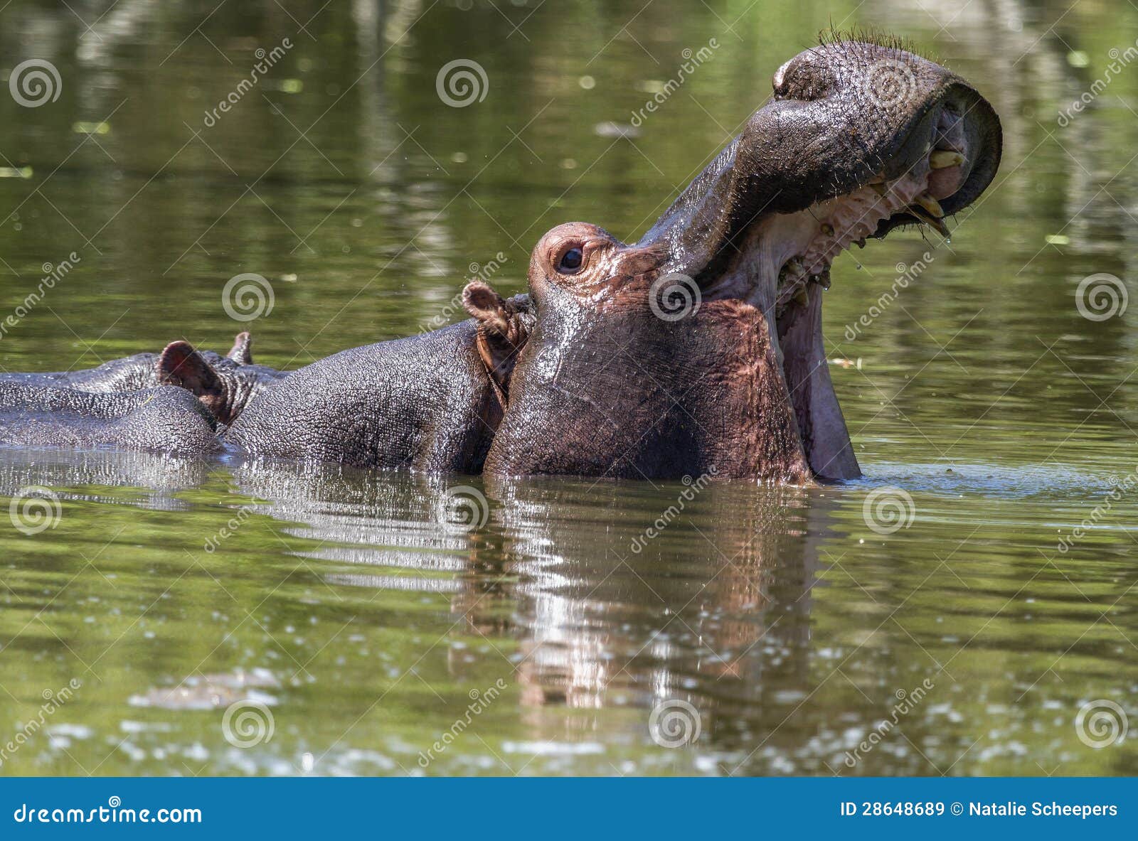Hippo with open mouth stock image. Image of wildlife - 28648689