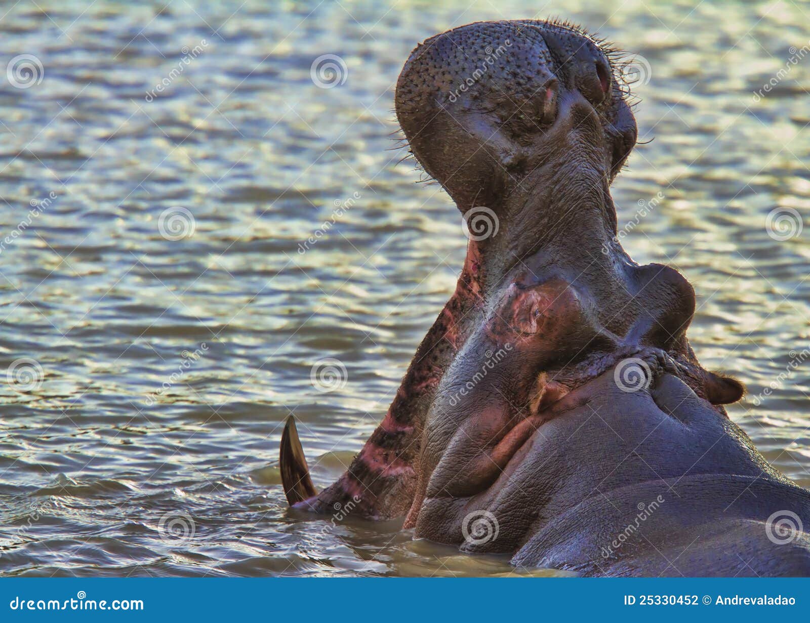 Hippo With Open Mouth Against A Nice Background Stock Photo ...