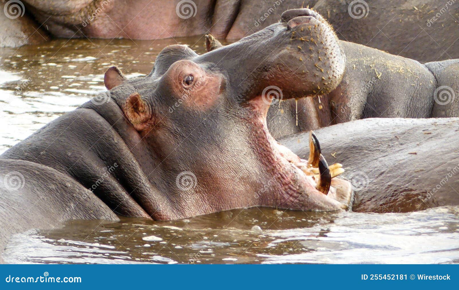 Hippo with an Open Mouth in the Water. Stock Image - Image of natural ...